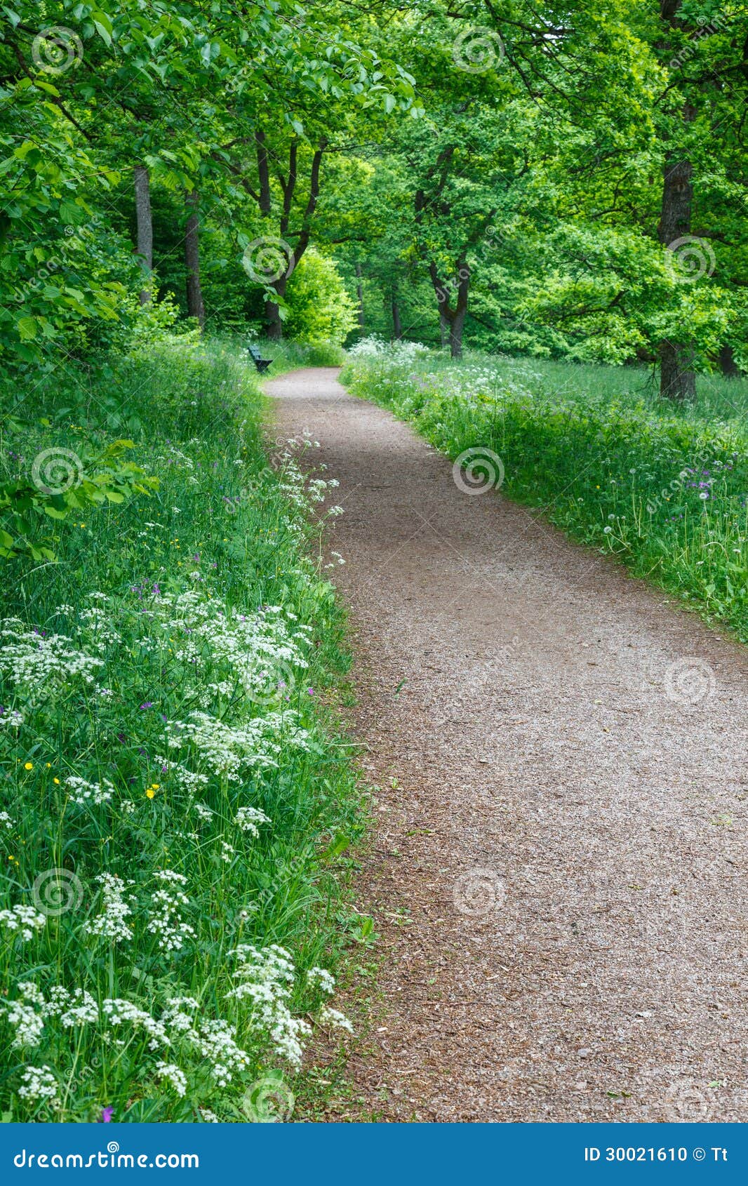 Footpath in summer meadow stock photo. Image of meadow - 30021610