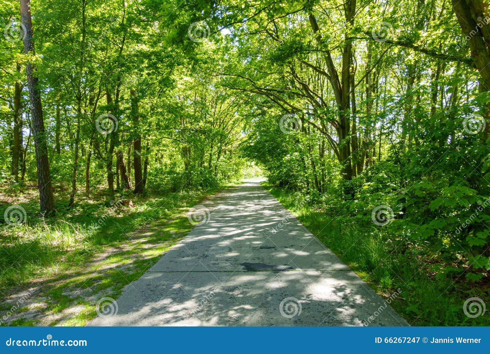 Path through Summer Forest stock image. Image of rustic - 66267247