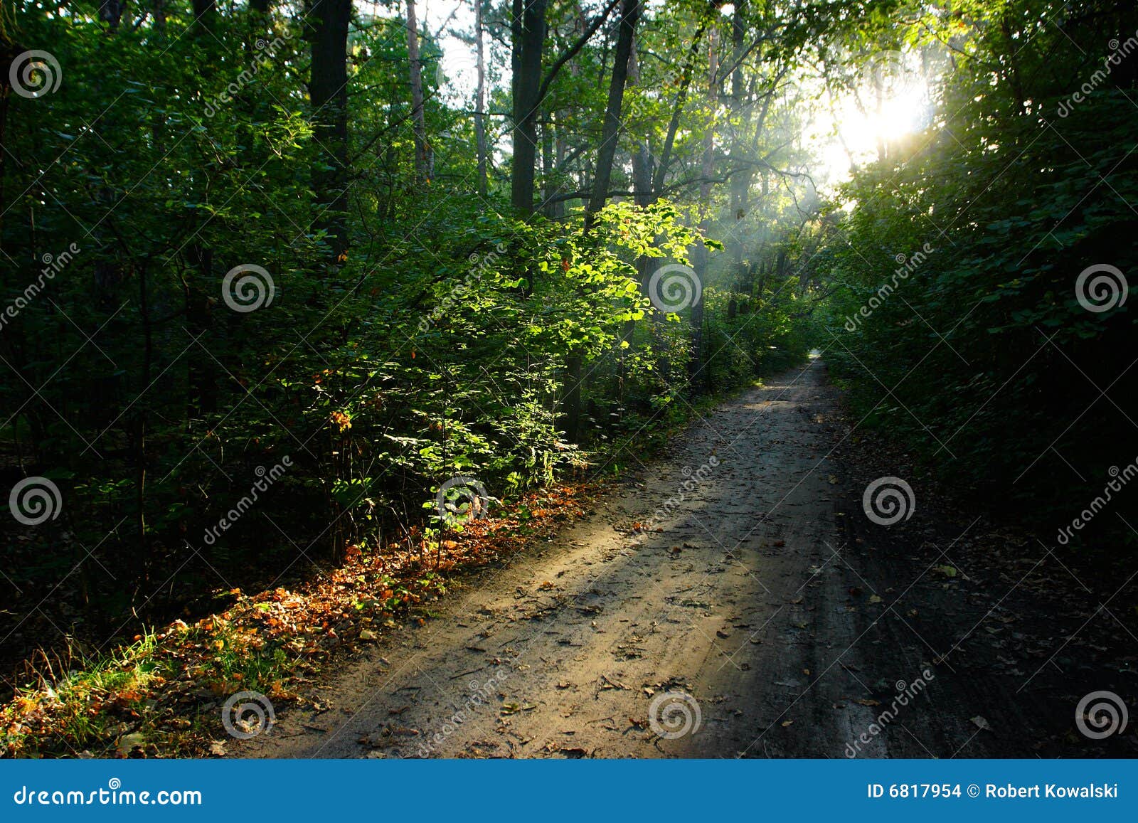 Path in summer forest stock photo. Image of trees, woods - 6817954