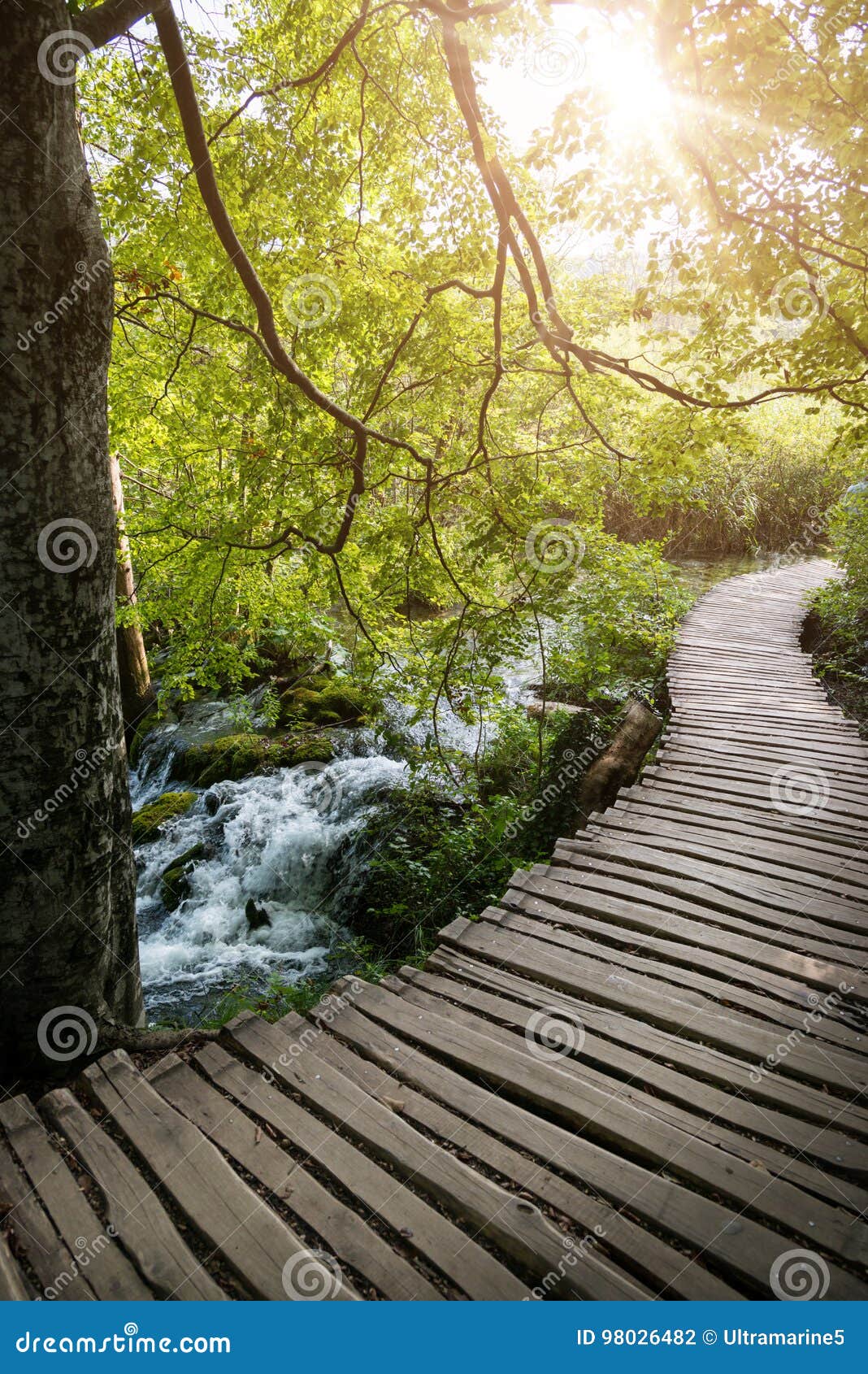 Path in summer forest stock photo. Image of wood, footpath - 98026482