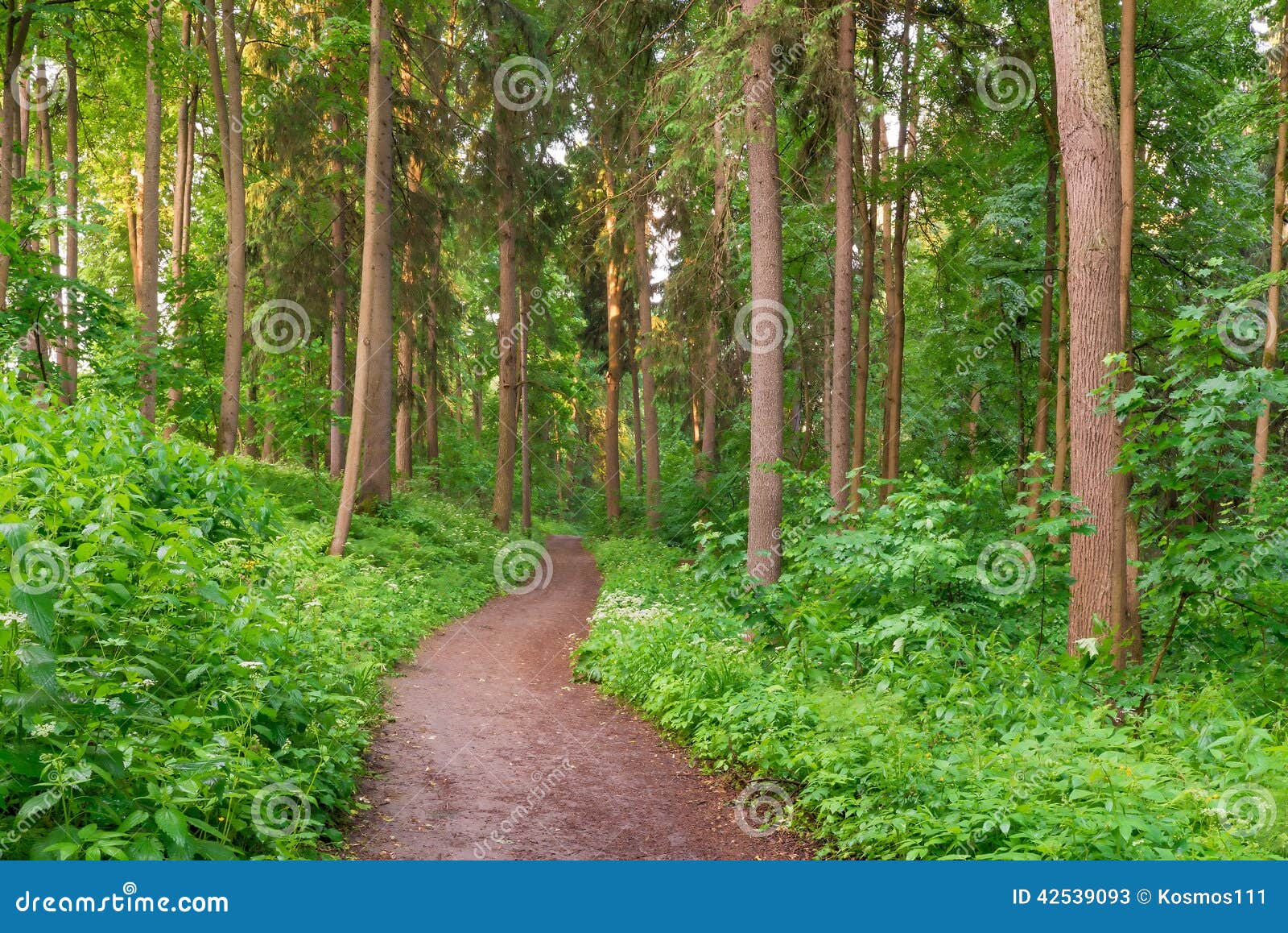 Path in summer forest stock image. Image of alley, beauty - 42539093
