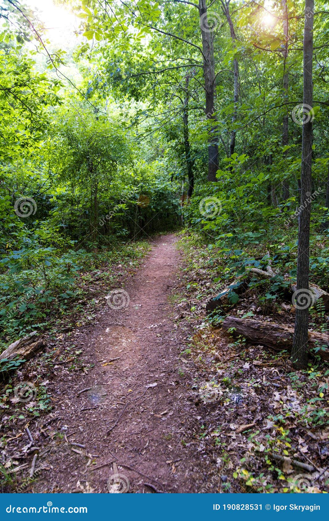 Path in the summer forest stock image. Image of forest - 190828531