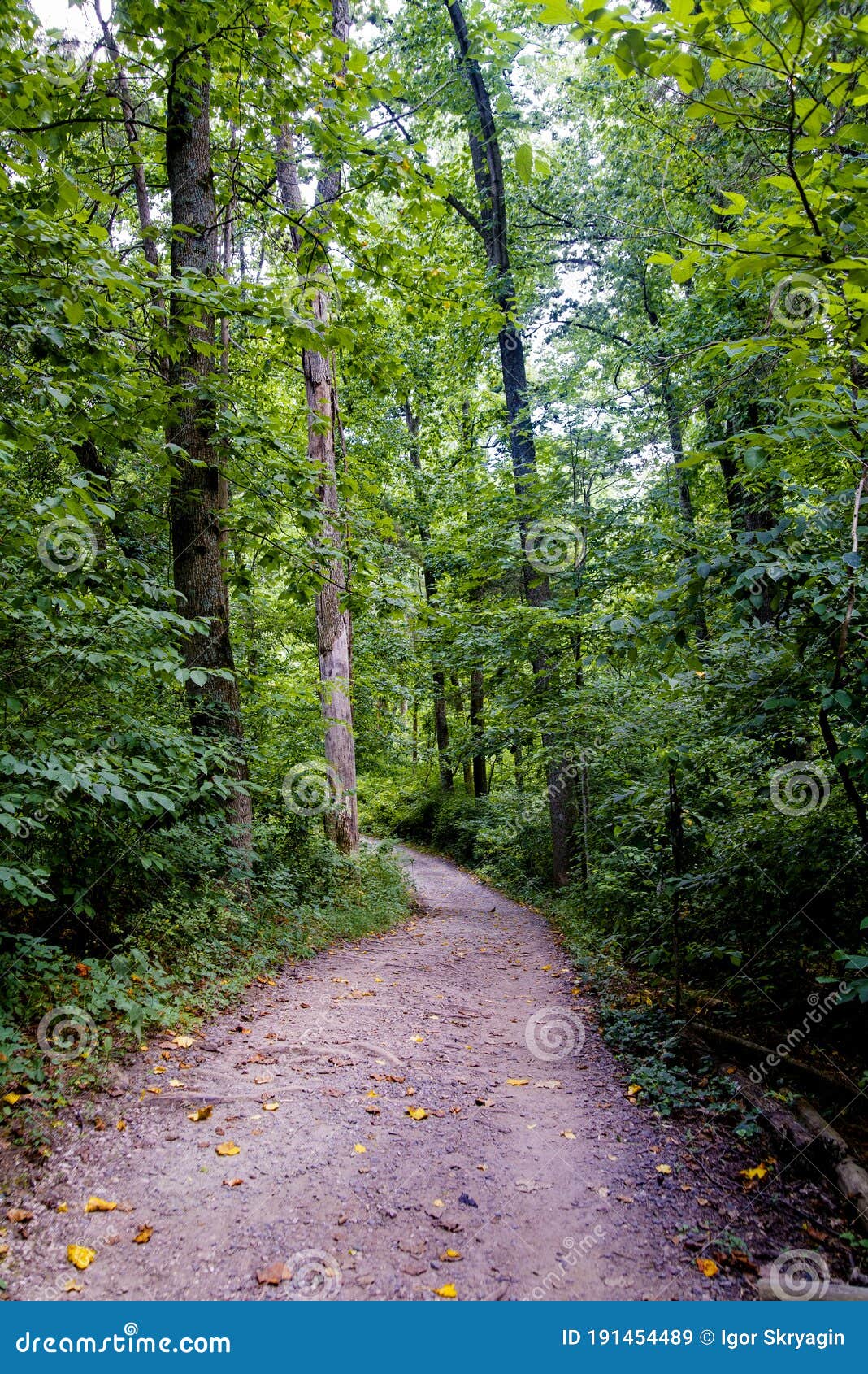 Path in the summer forest stock image. Image of nature - 191454489