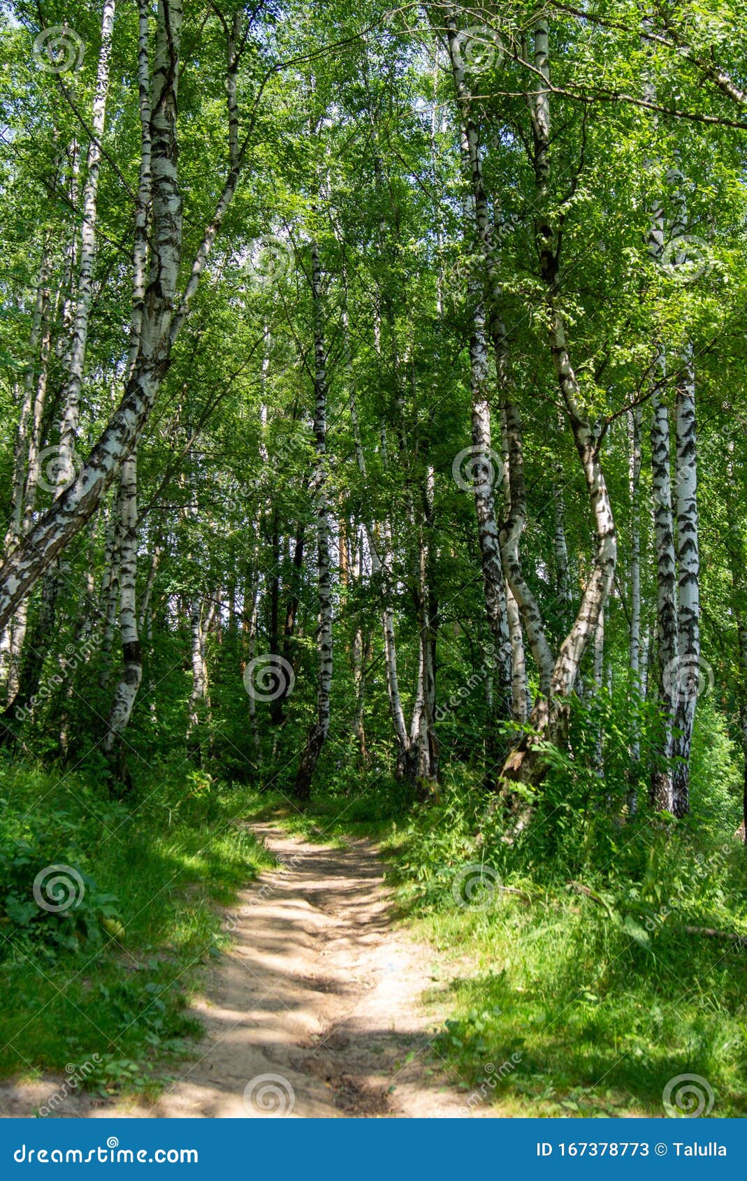 Path in the Summer Forest among the Green Trees. Natural Background ...
