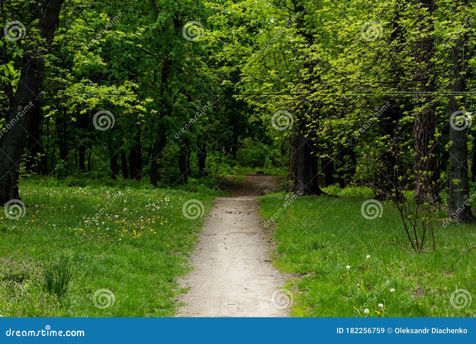 Path in the Summer Forest with Green Trees Stock Image - Image of scene ...