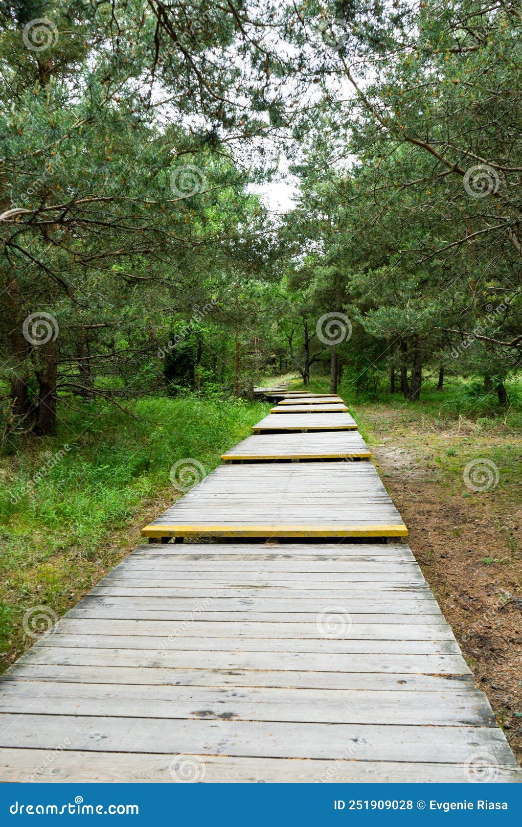 A Path in the Summer Forest. a Path in the Park on a Summer Day Stock ...