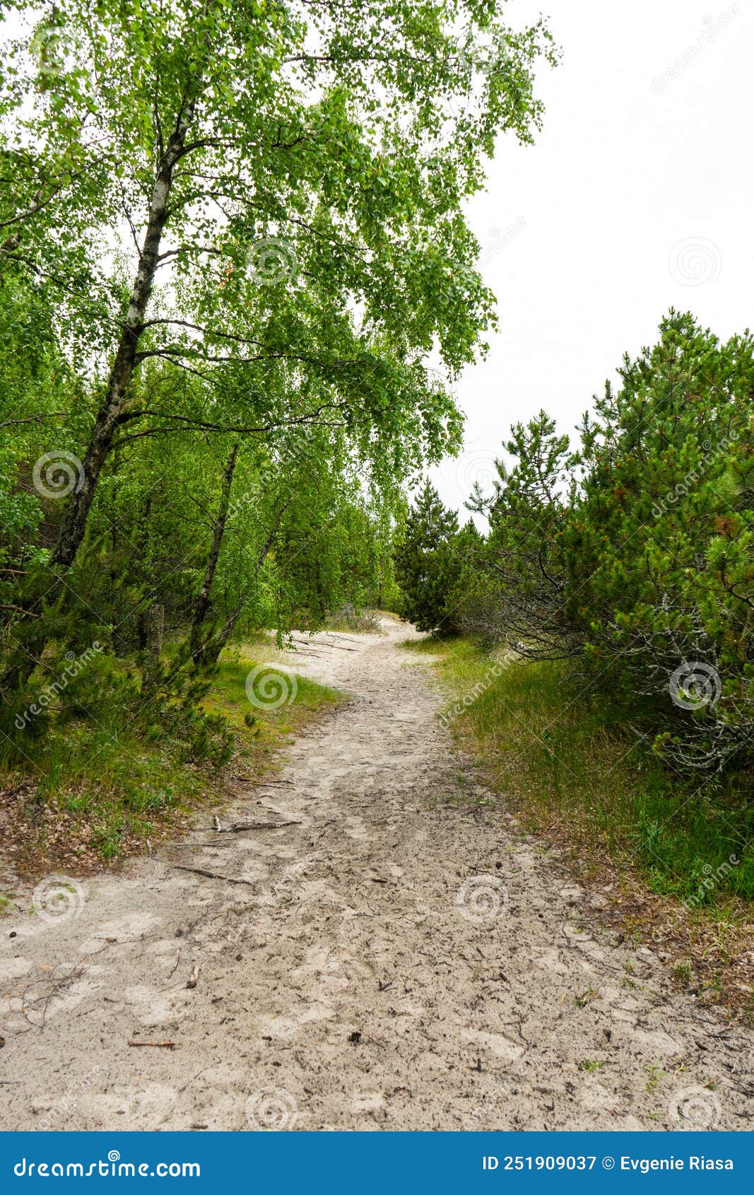 A Path in the Summer Forest. a Path in the Park on a Summer Day Stock ...