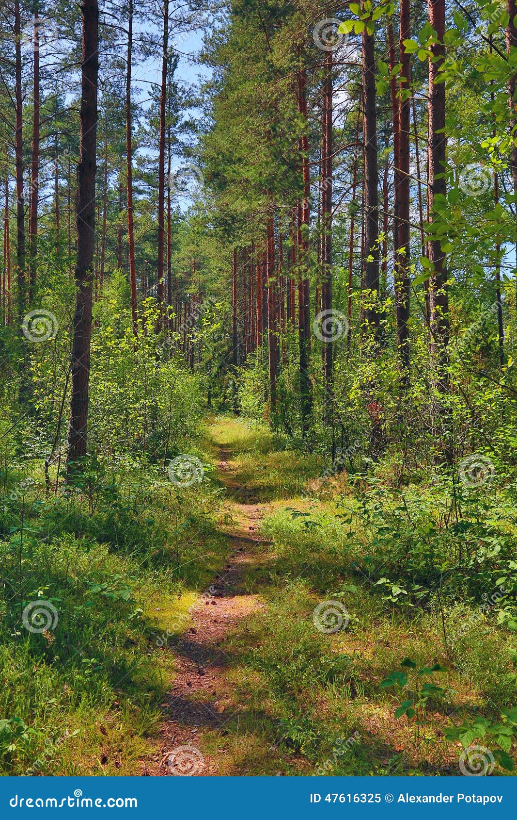 Path in Summer Forest with Pines Stock Image - Image of green, woods ...