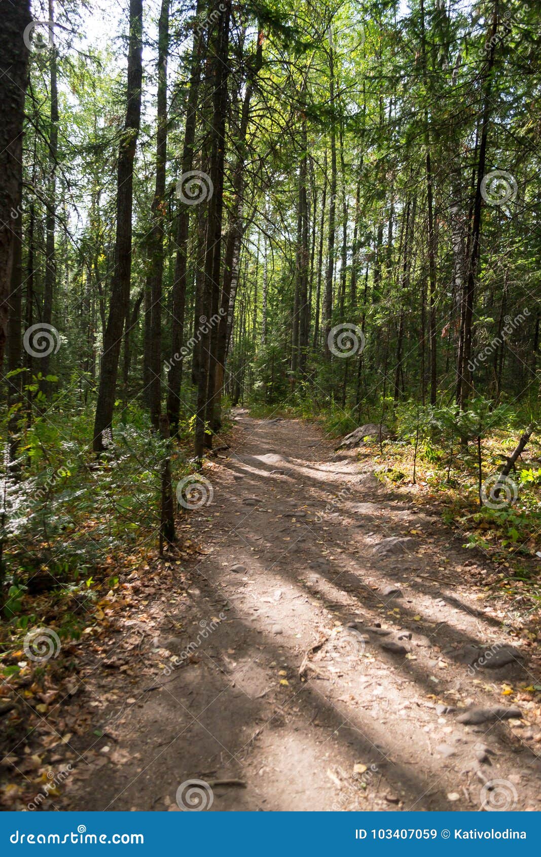 Path in summer forest stock image. Image of south, park - 103407059