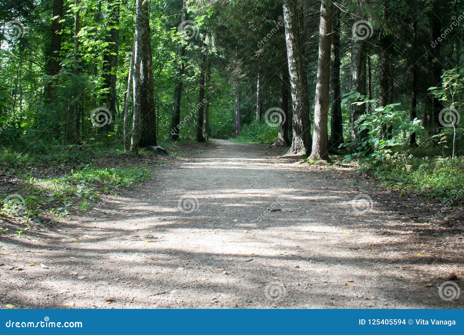 Path in the Summer Forest with Sunlight Front View Stock Photo - Image ...