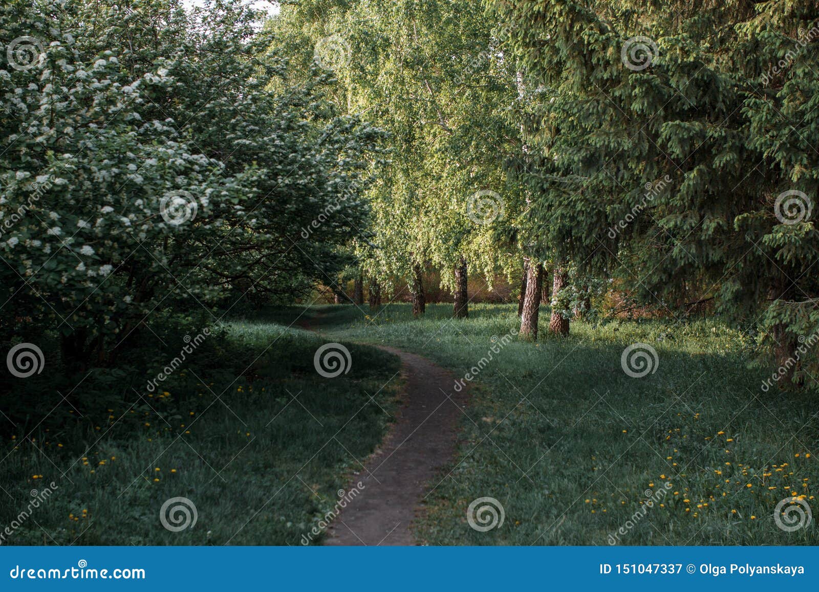 The Path in the Summer Forest among the Trees of Birch and Hawthorn ...