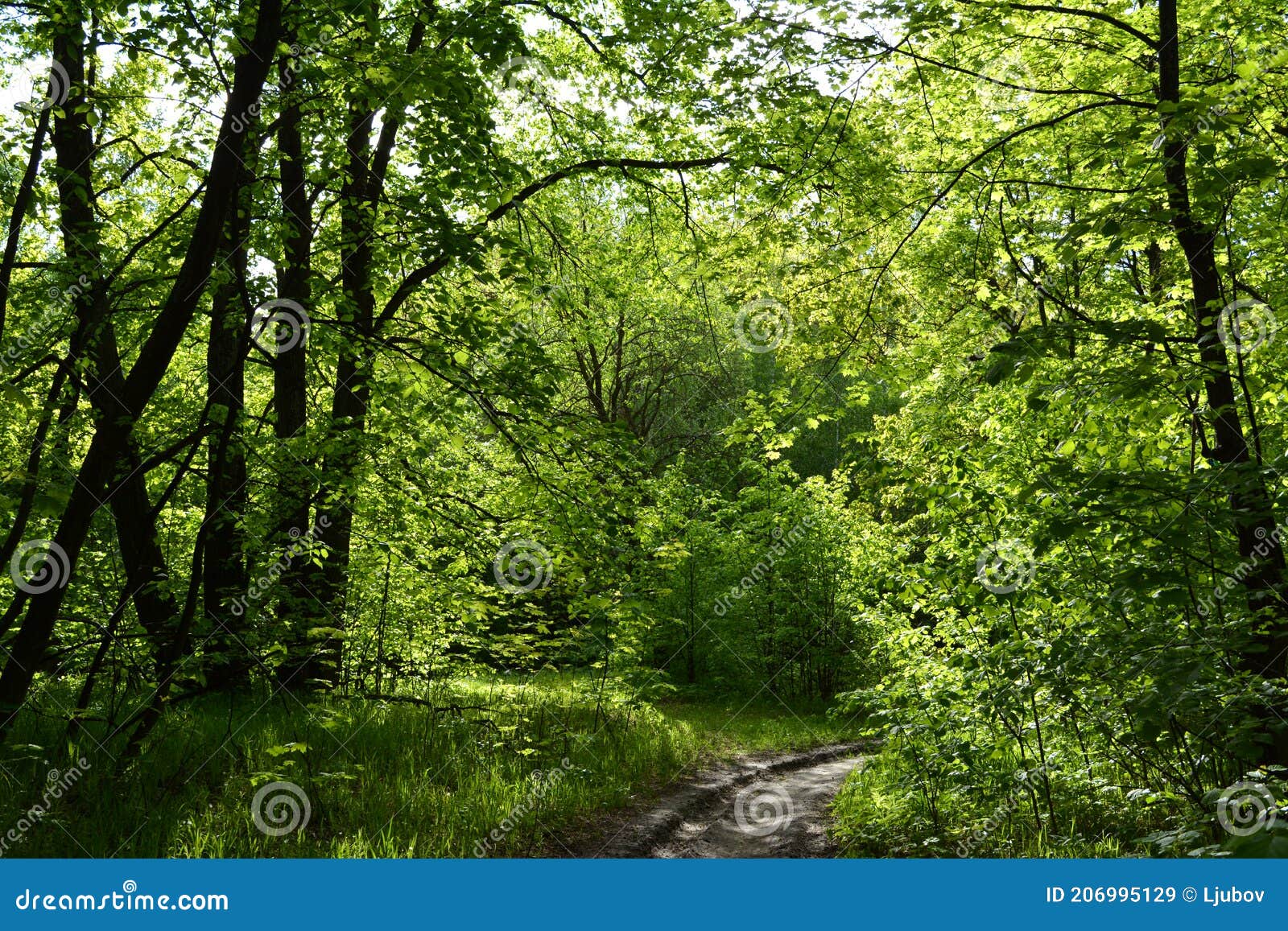 Path in the Summer Forest with Trees Lit by the Sun Stock Image - Image ...