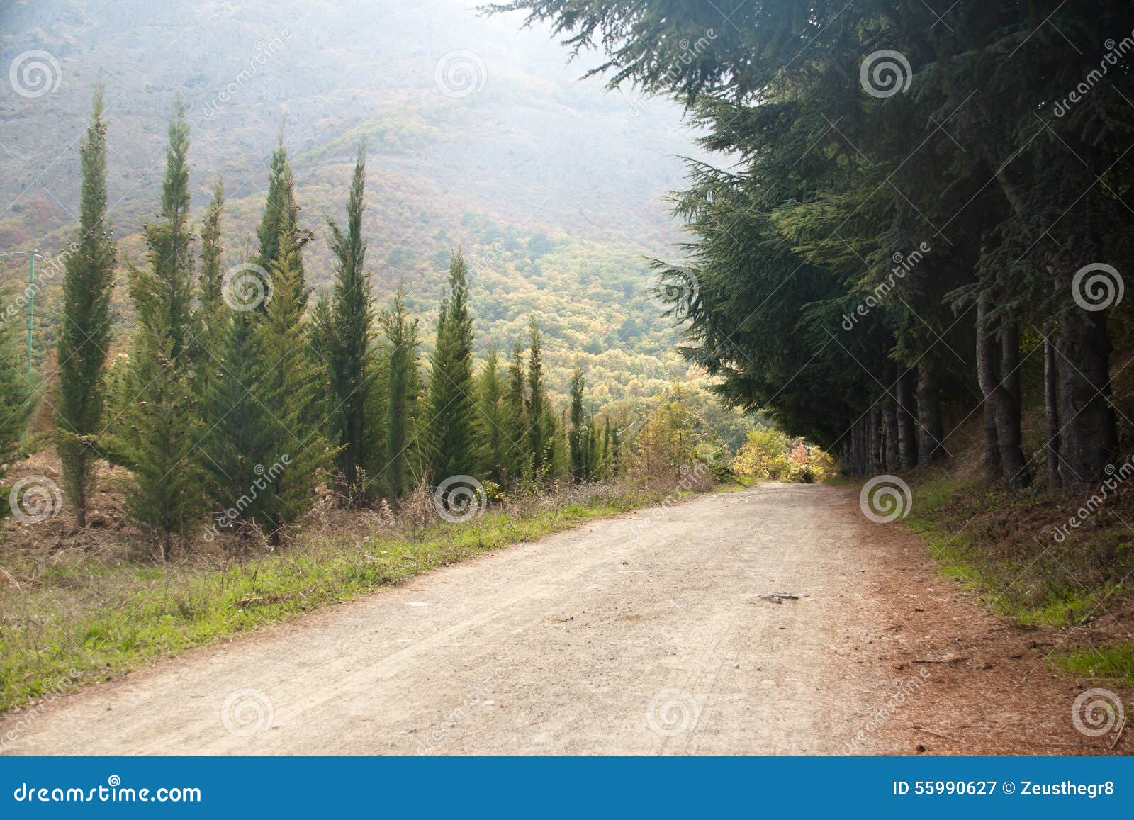 Path in Summer Green Forest Mountain Stock Image - Image of peaceful ...