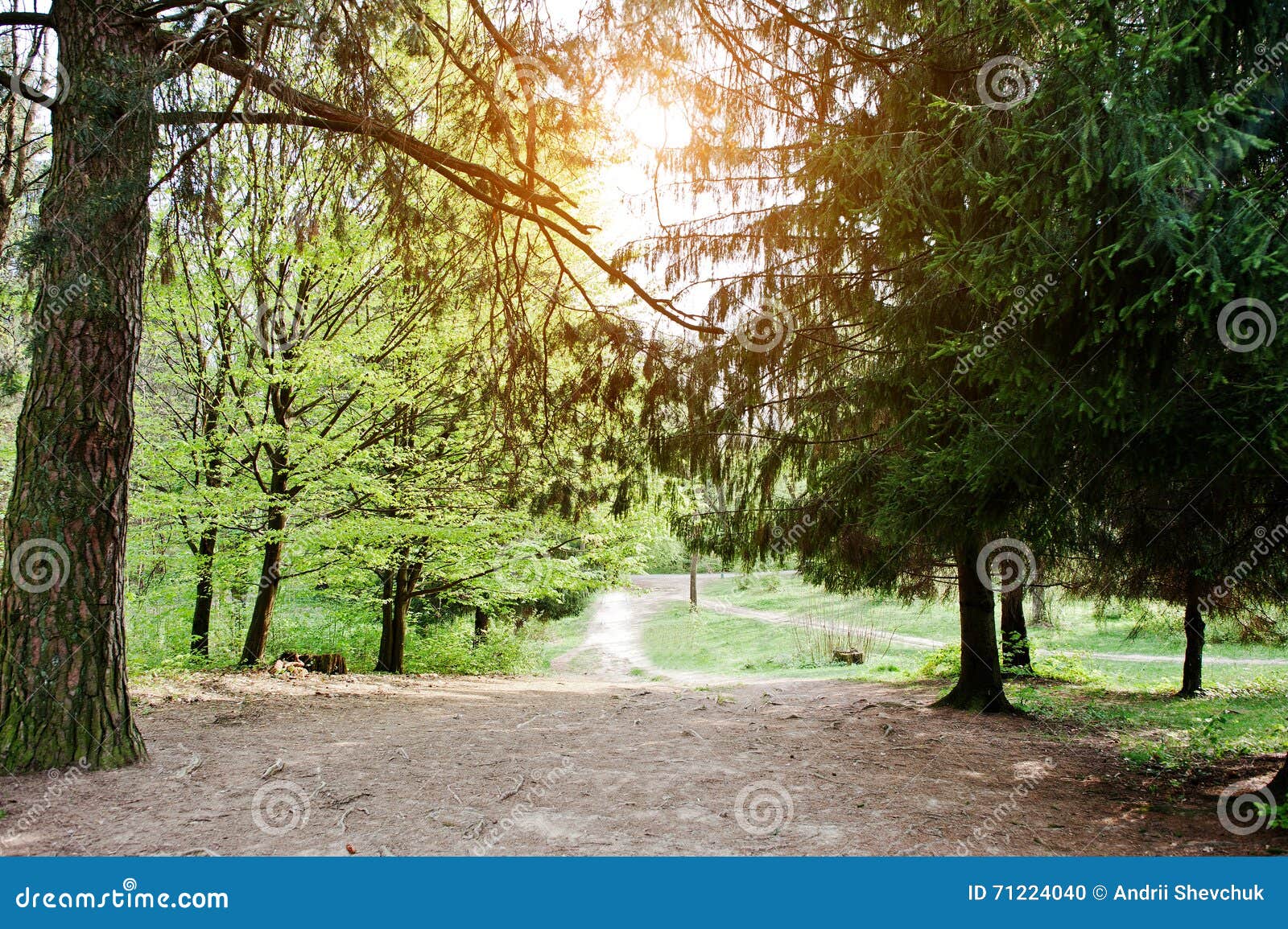 The Path of the Sun in the Forest Stock Photo - Image of dawn, fantasy ...