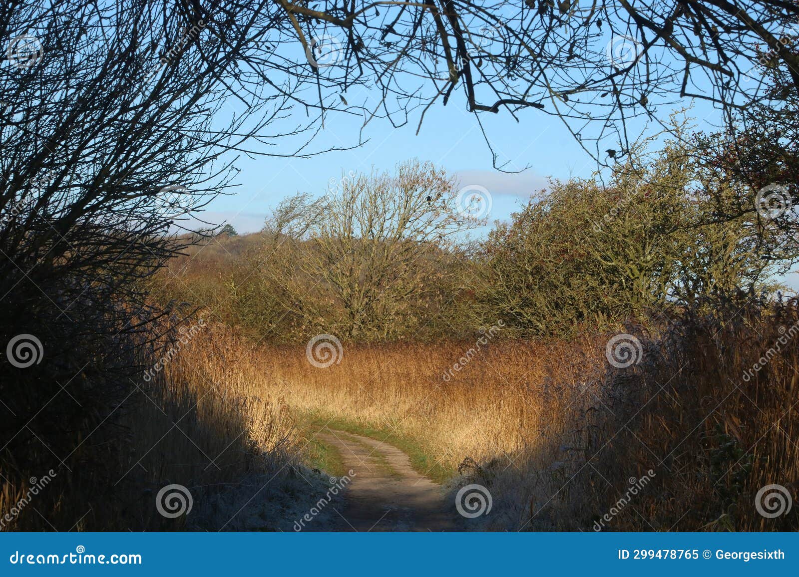 Path in Sun at Nature Reserve Framed by Trees Stock Image - Image of ...