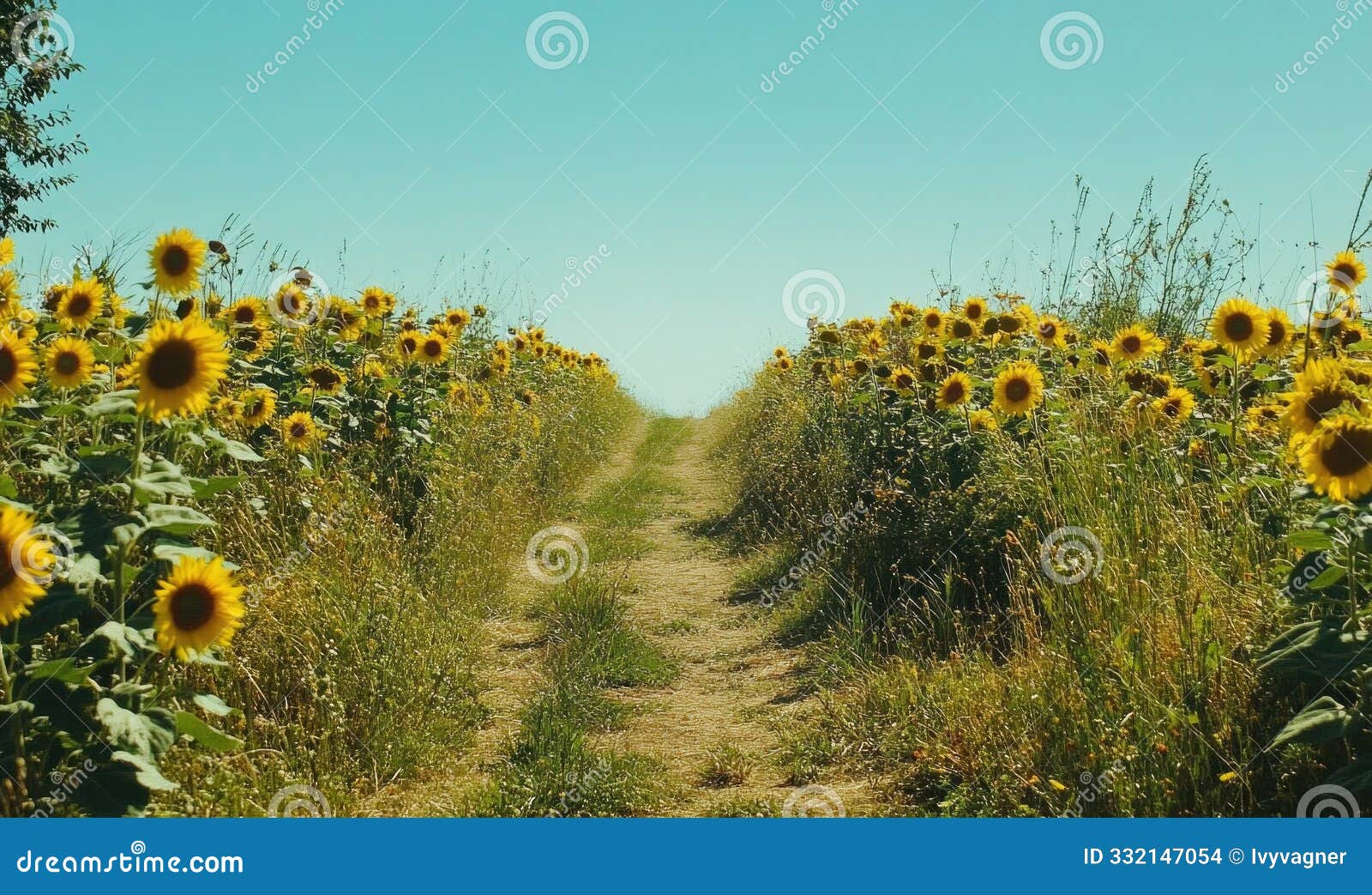 Path through Sunflower Field, Tall Blooms on Both Sides Stock Photo ...