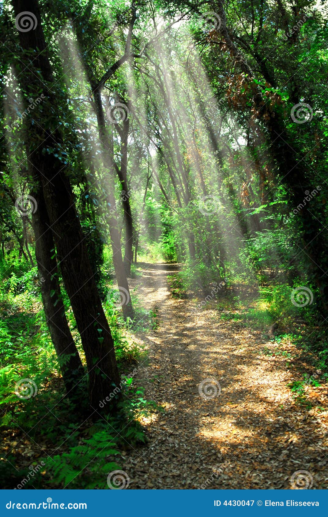 Path in sunlit forest stock image. Image of beams, forest - 4430047