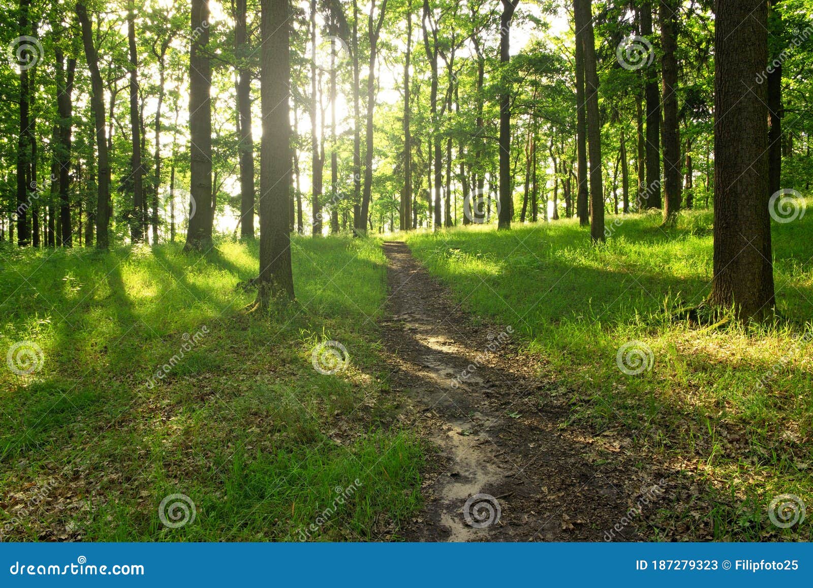Path in the sunlit forest stock image. Image of relax - 187279323