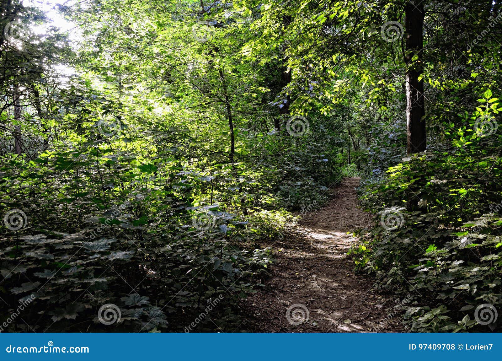 Path in Sunlit Summer Woods Stock Photo - Image of wood, foliage: 97409708
