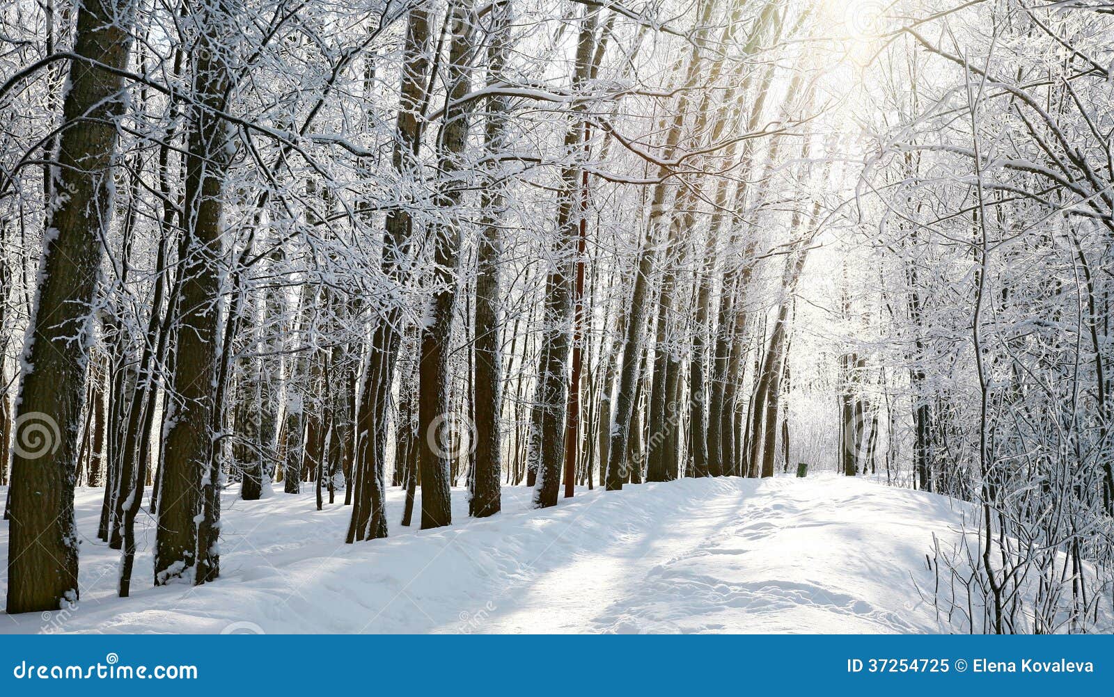 Path in Sunny Winter Forest Stock Image - Image of russia, season: 37254725