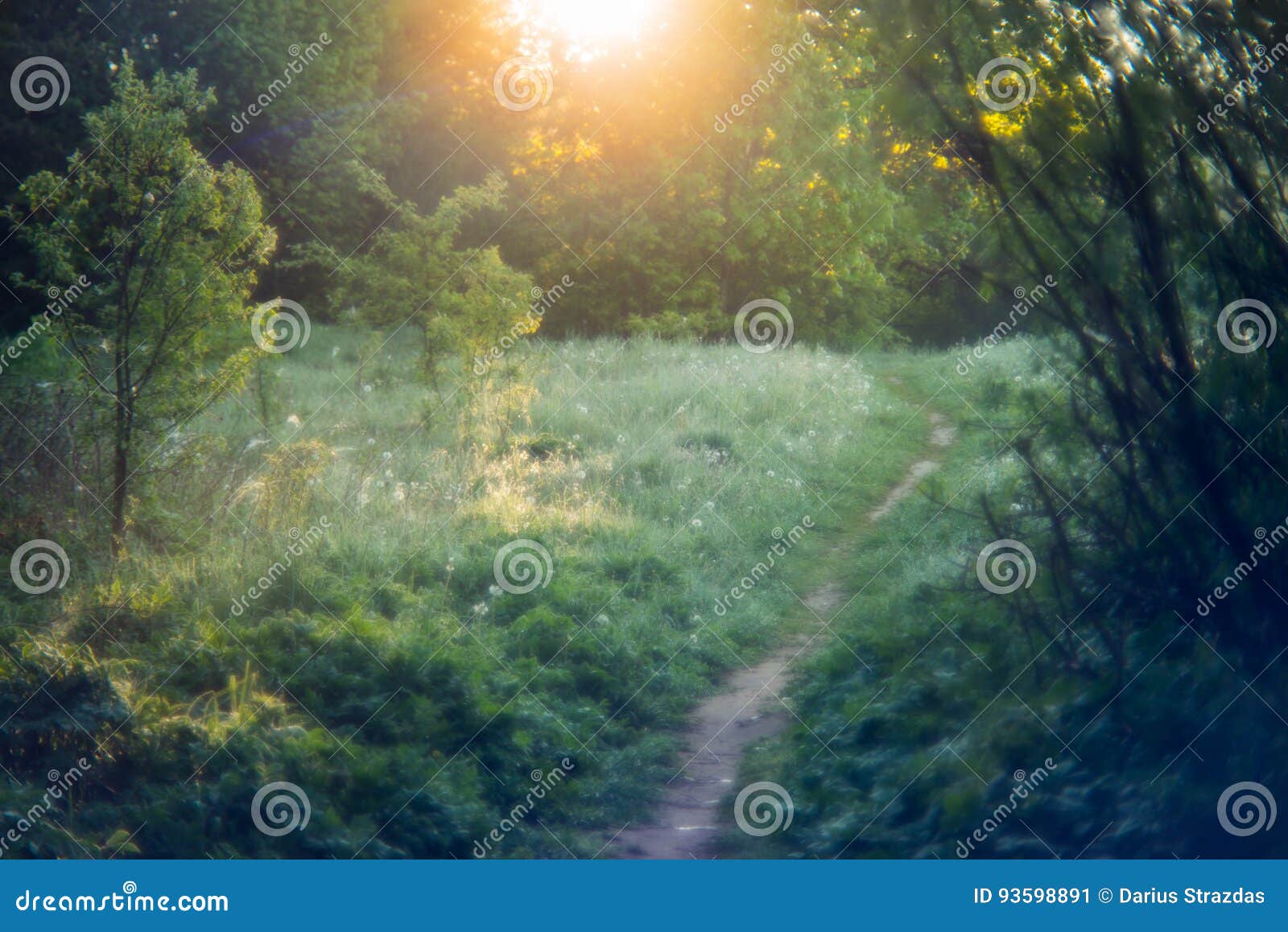 Path at sunrise forest stock image. Image of leaves, environment - 93598891
