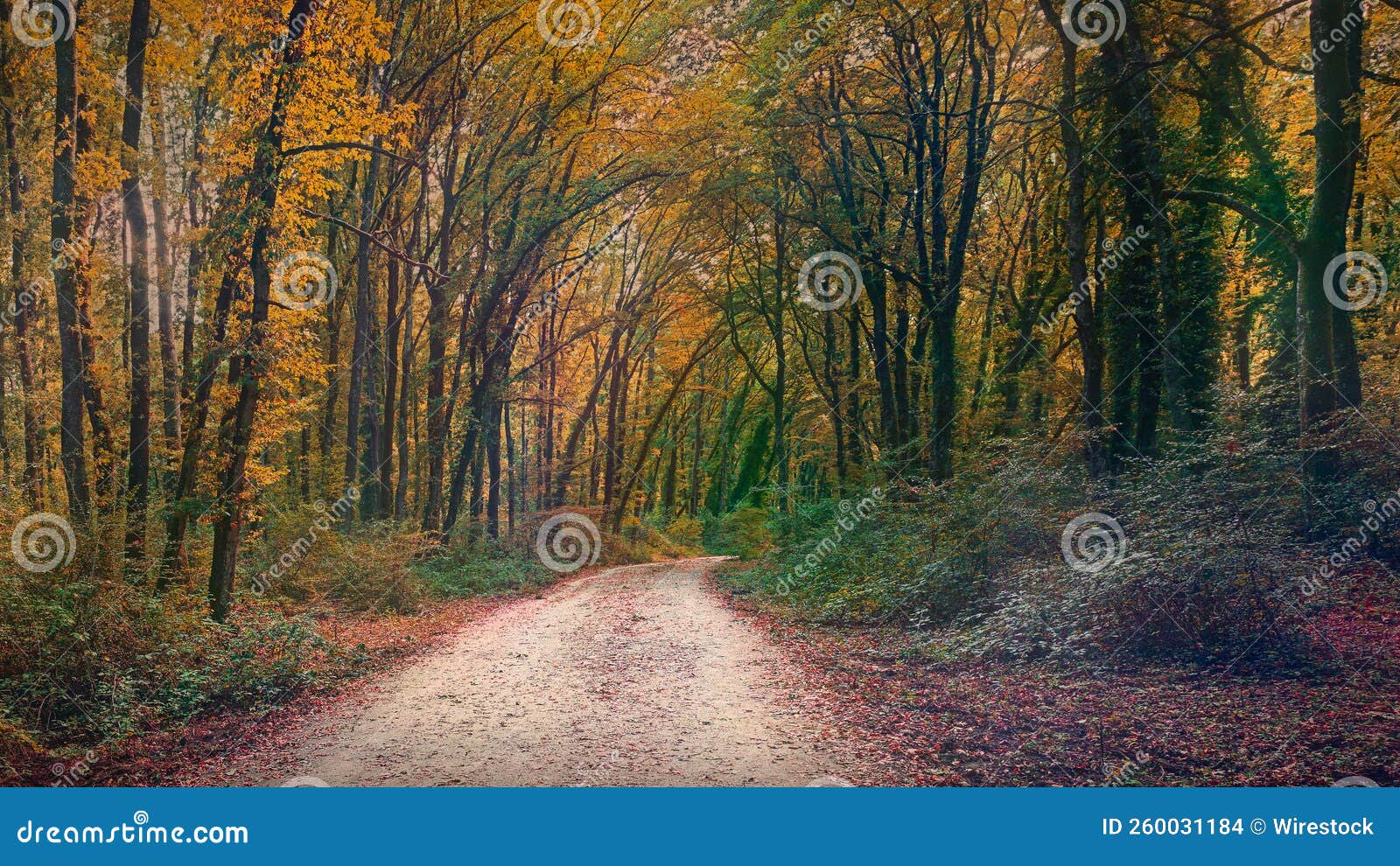 Path Surrounded by Autumn Dense Trees in Forest Stock Photo - Image of ...