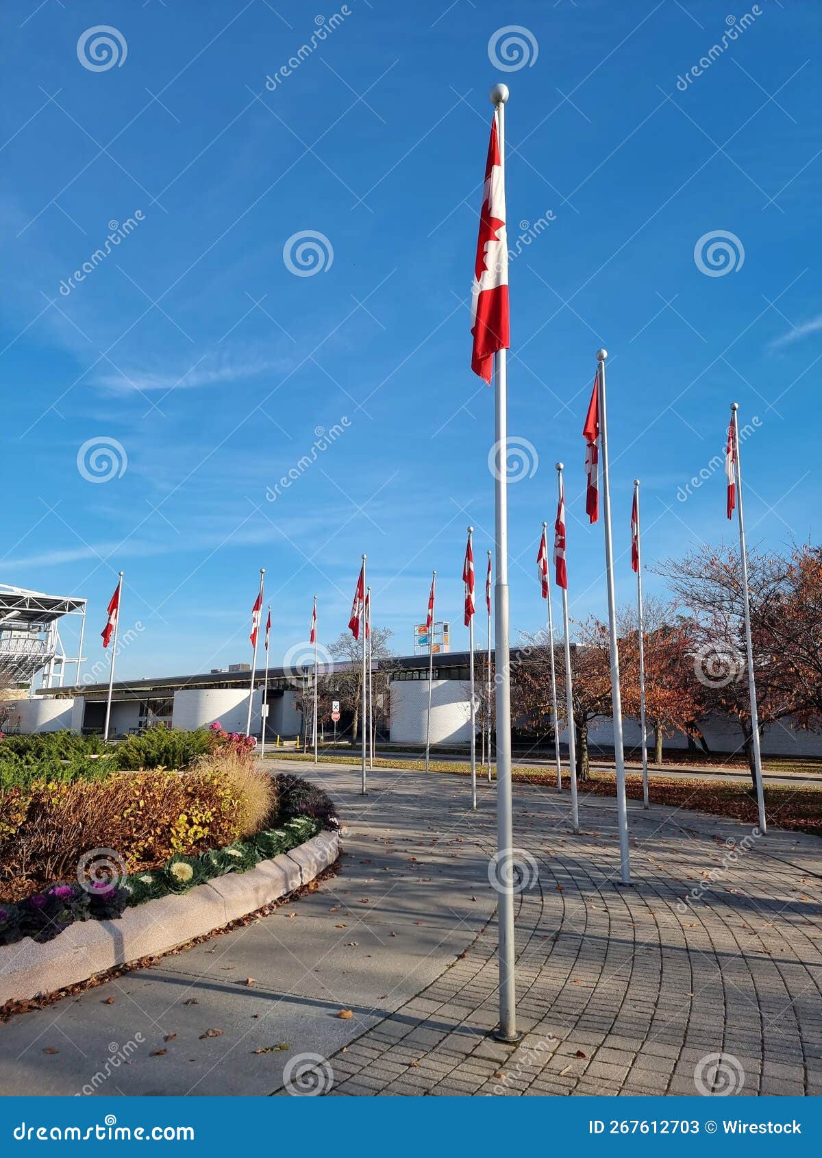 Path Surrounded by Canadian Flags in Toronto Stock Image - Image of ...