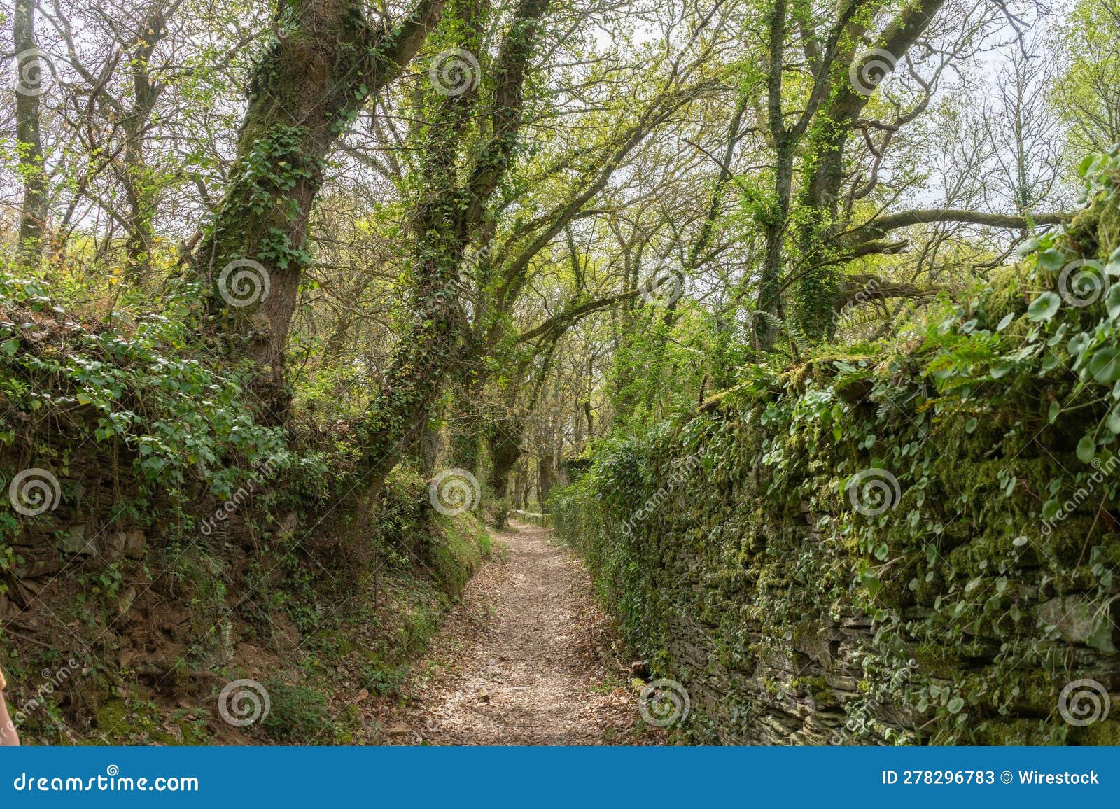 Path Surrounded by Dense Green Trees with Lots of Vegetation and Moss ...