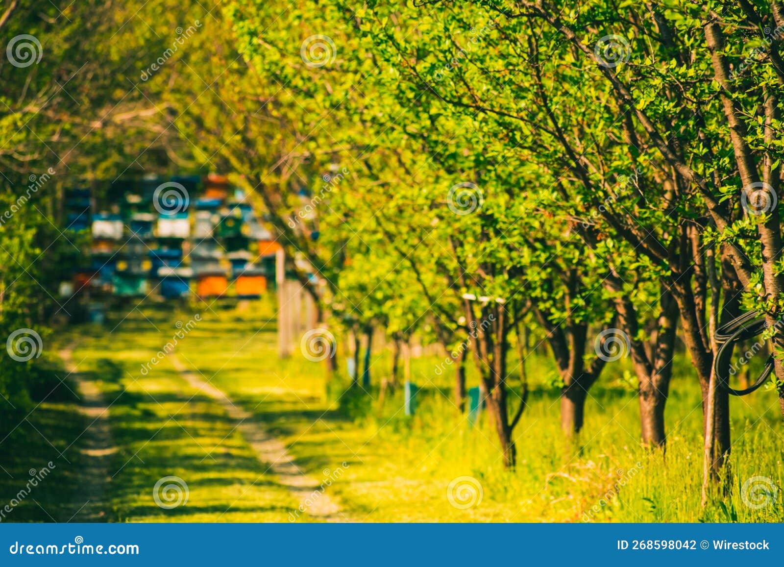 Path Surrounded by Desne Trees Stock Photo - Image of tourism, spring ...