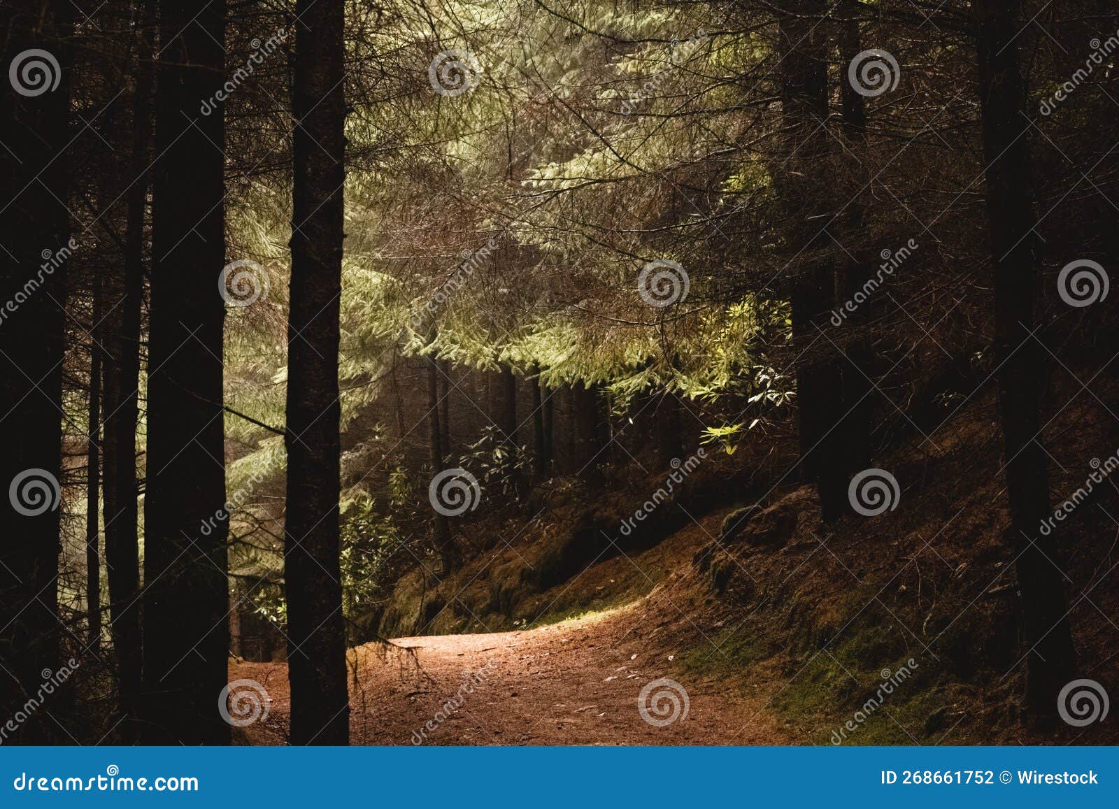 Path Surrounded by Evergreen Trees Stock Photo - Image of botany ...