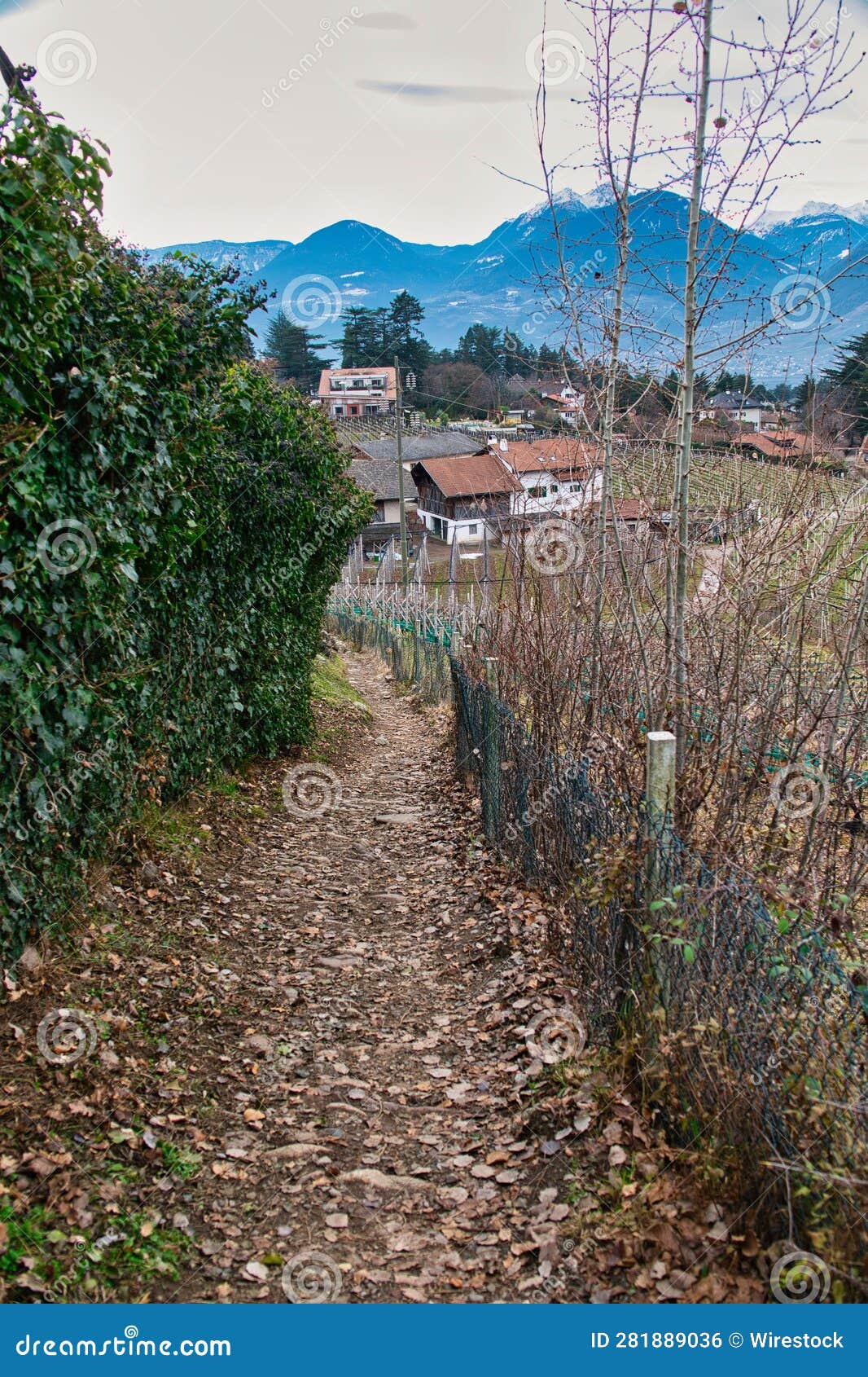 A Path Surrounded by a Leafy Bush in an Open Field Stock Photo - Image ...