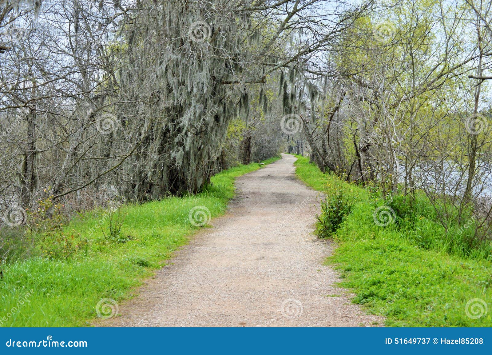 Path Surrounded by Tree Near a Lake Stock Image - Image of branches ...