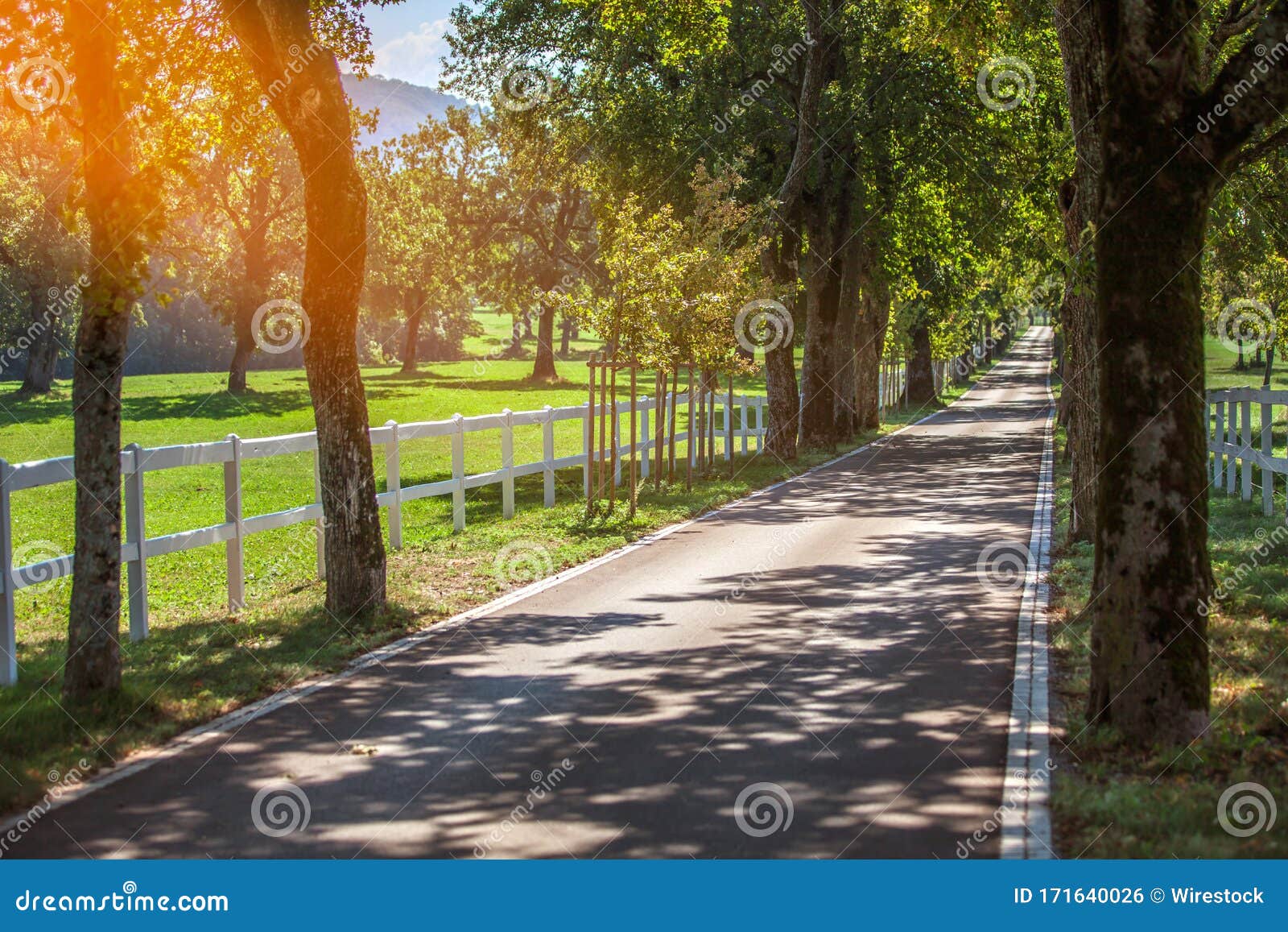 Path Surrounded by Trees in the Lipica, National Park in Slovenia Stock ...