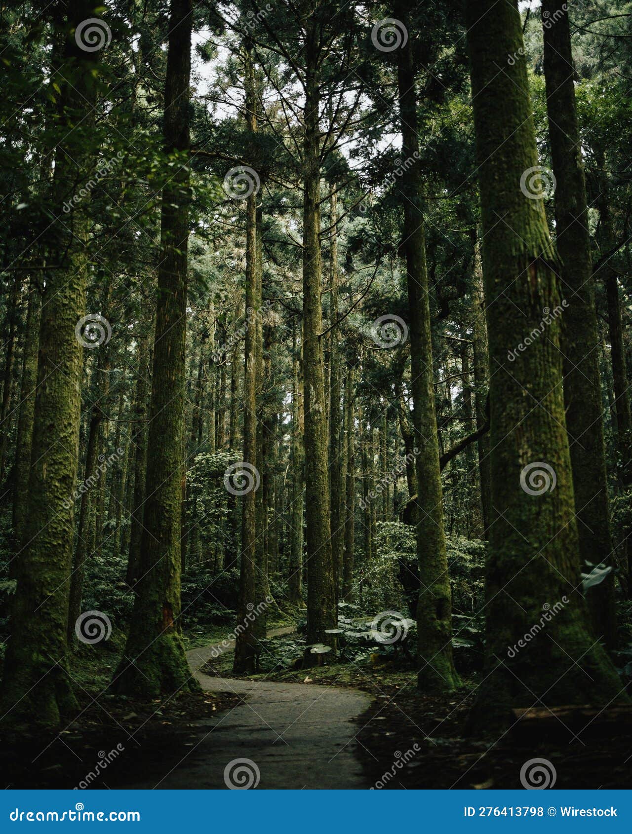 A Path is Surrounded by Trees in a Wooded Area, Stock Photo - Image of ...