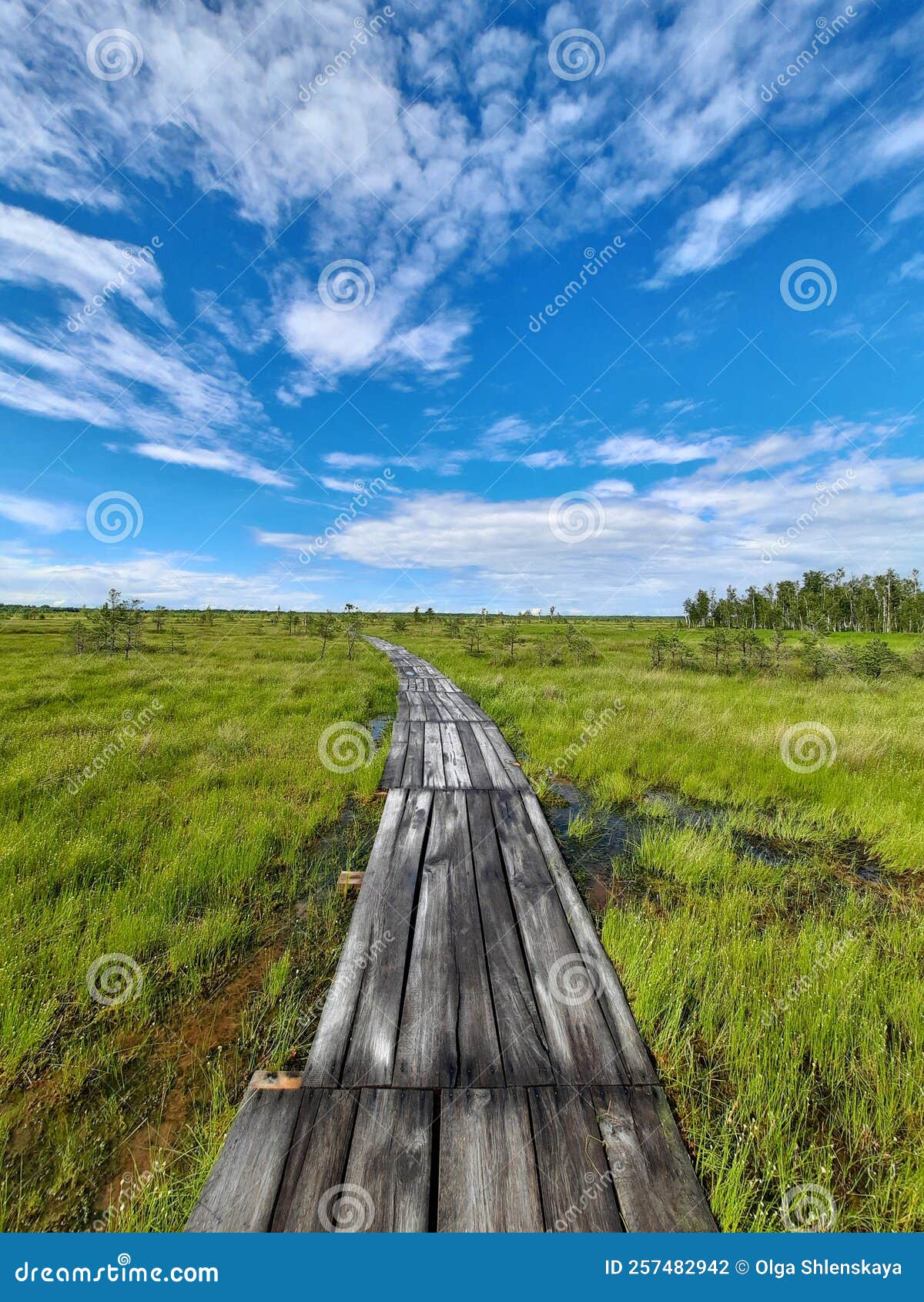 Path through the swamp stock photo. Image of plain, hill - 257482942