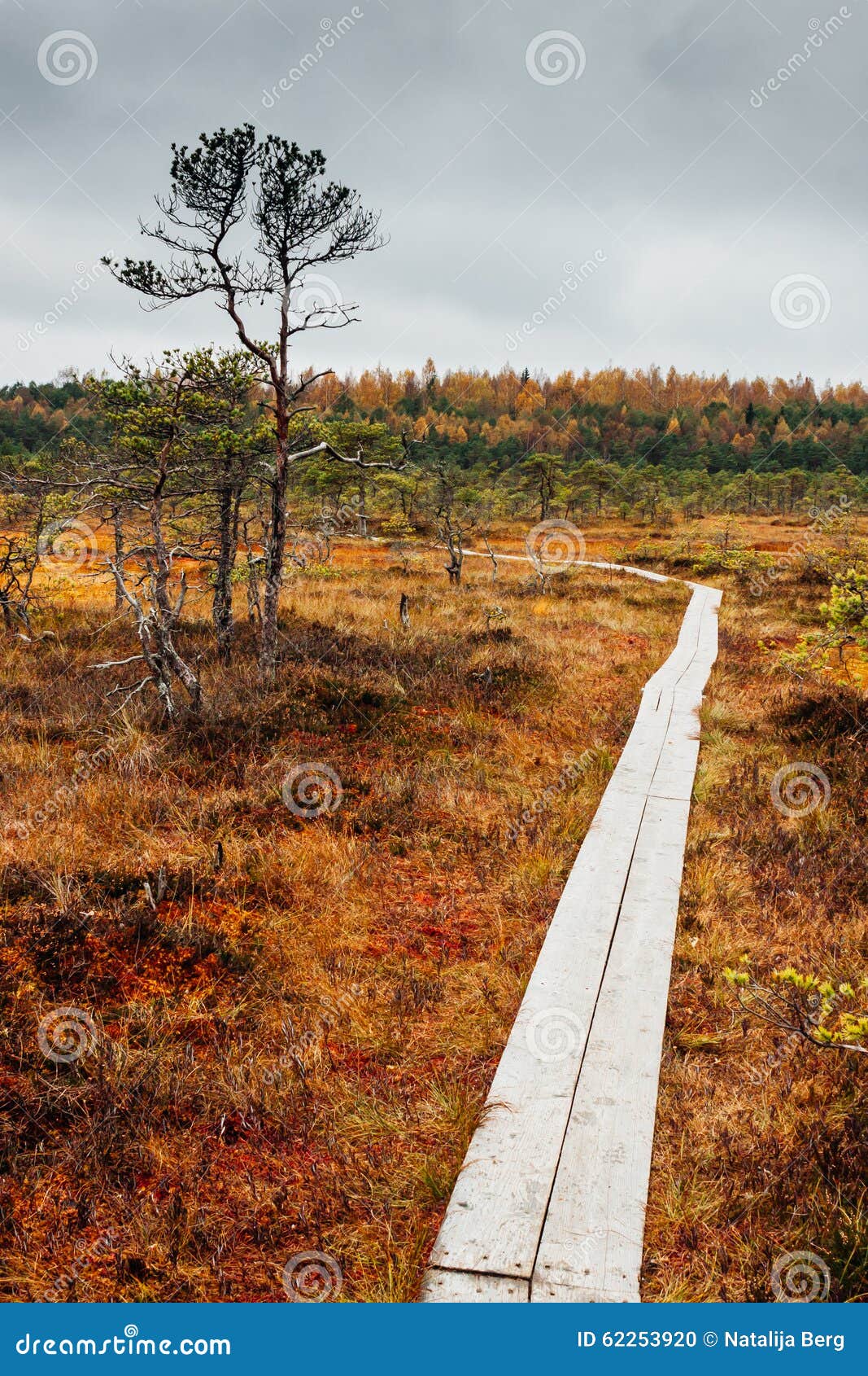 Path through a swamp stock photo. Image of forest, road - 62253920