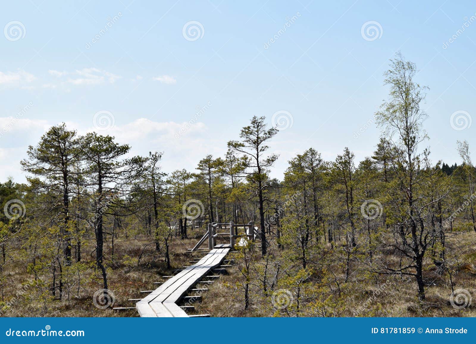Path through swamp. stock image. Image of travel, path - 81781859