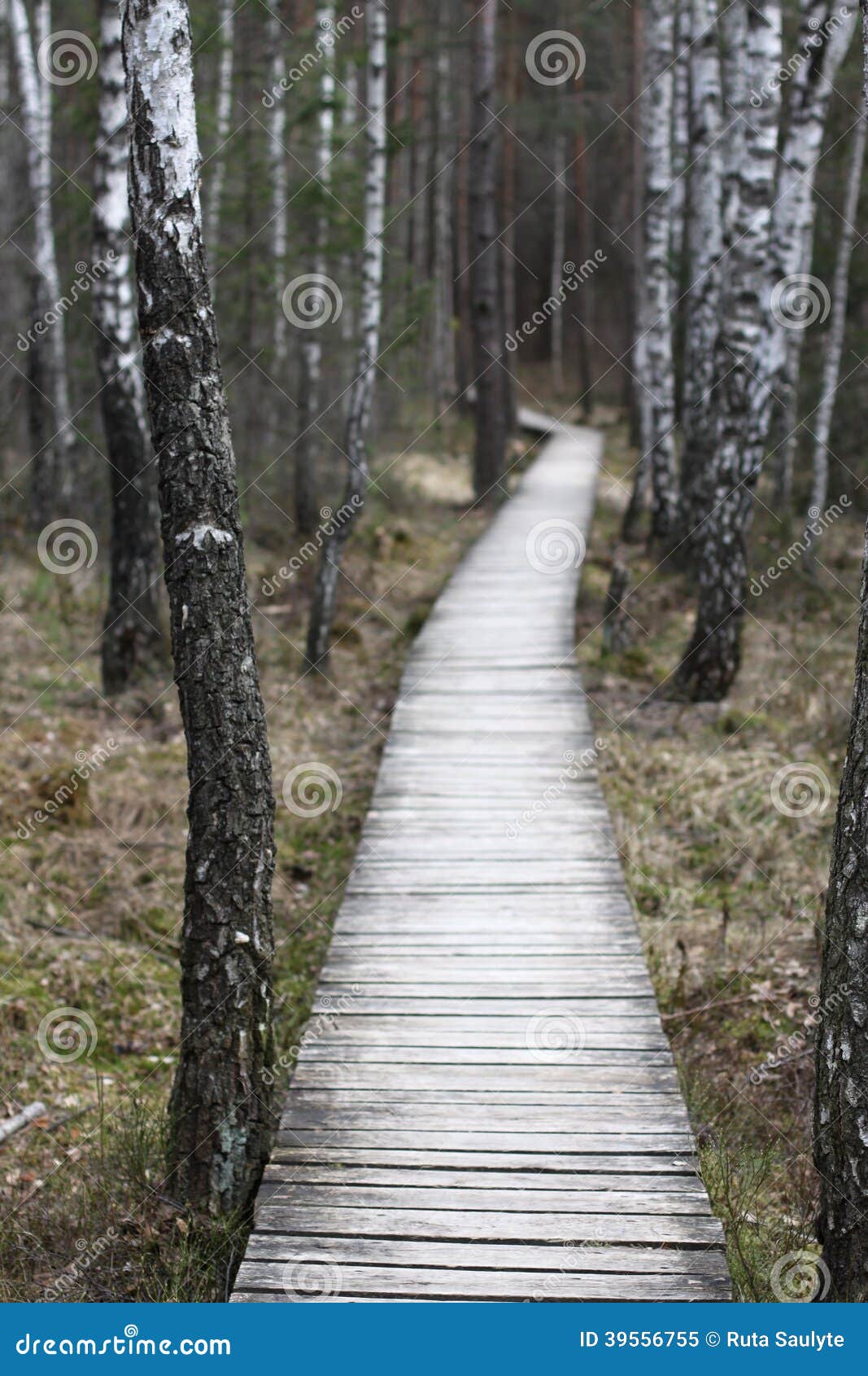 Path in a swamp stock image. Image of walk, swamp, perspective - 39556755
