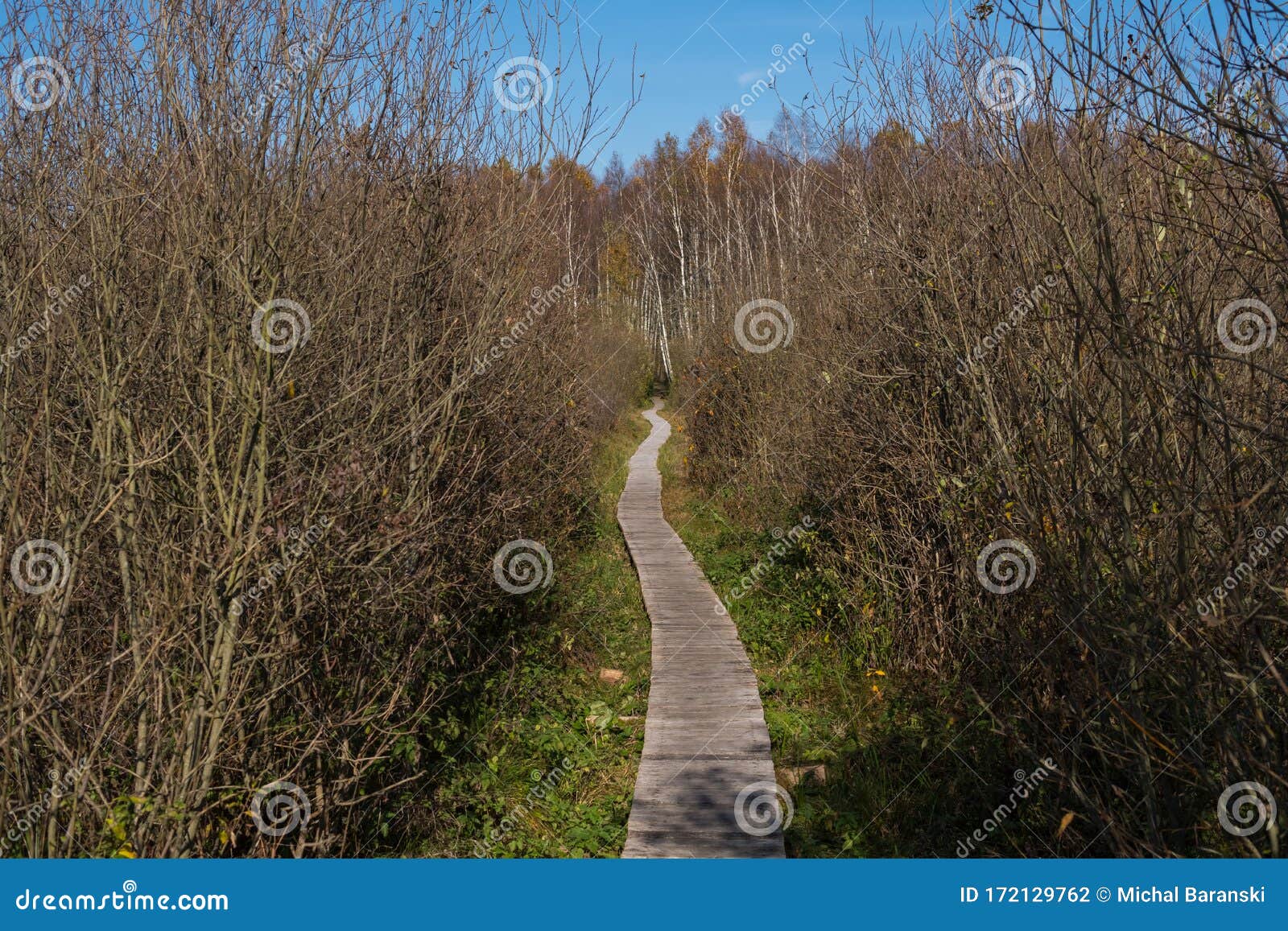 Path through swamps stock photo. Image of beautiful - 172129762
