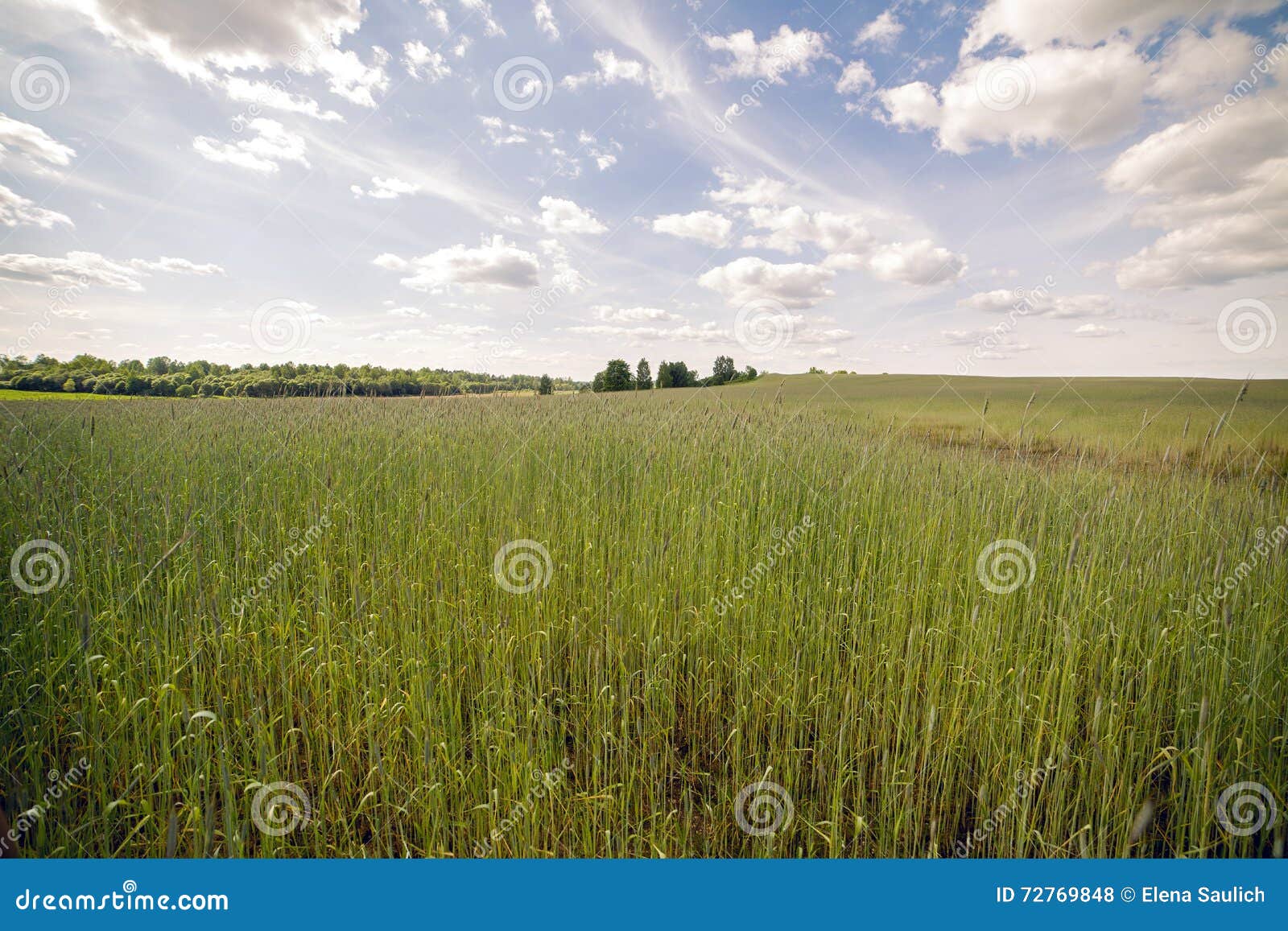 Path through the Tall Grass on a Green Field Stock Photo - Image of ...