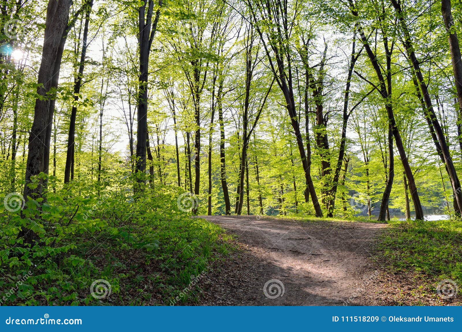 A Path among the Tall Green Trees in the Forest Stock Image - Image of ...
