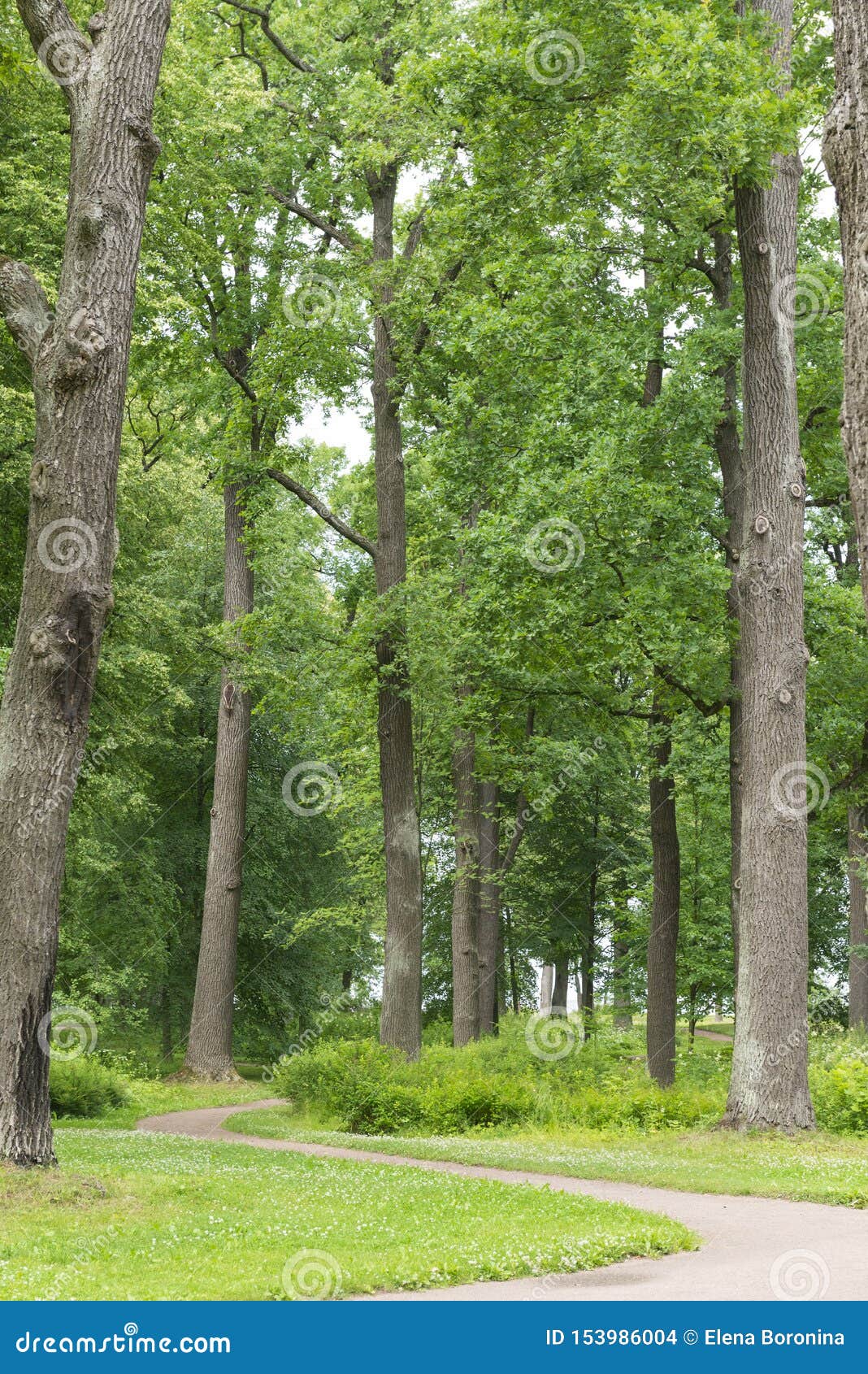 Path among the Tall Green Trees in the Forest in Summer Stock Photo ...