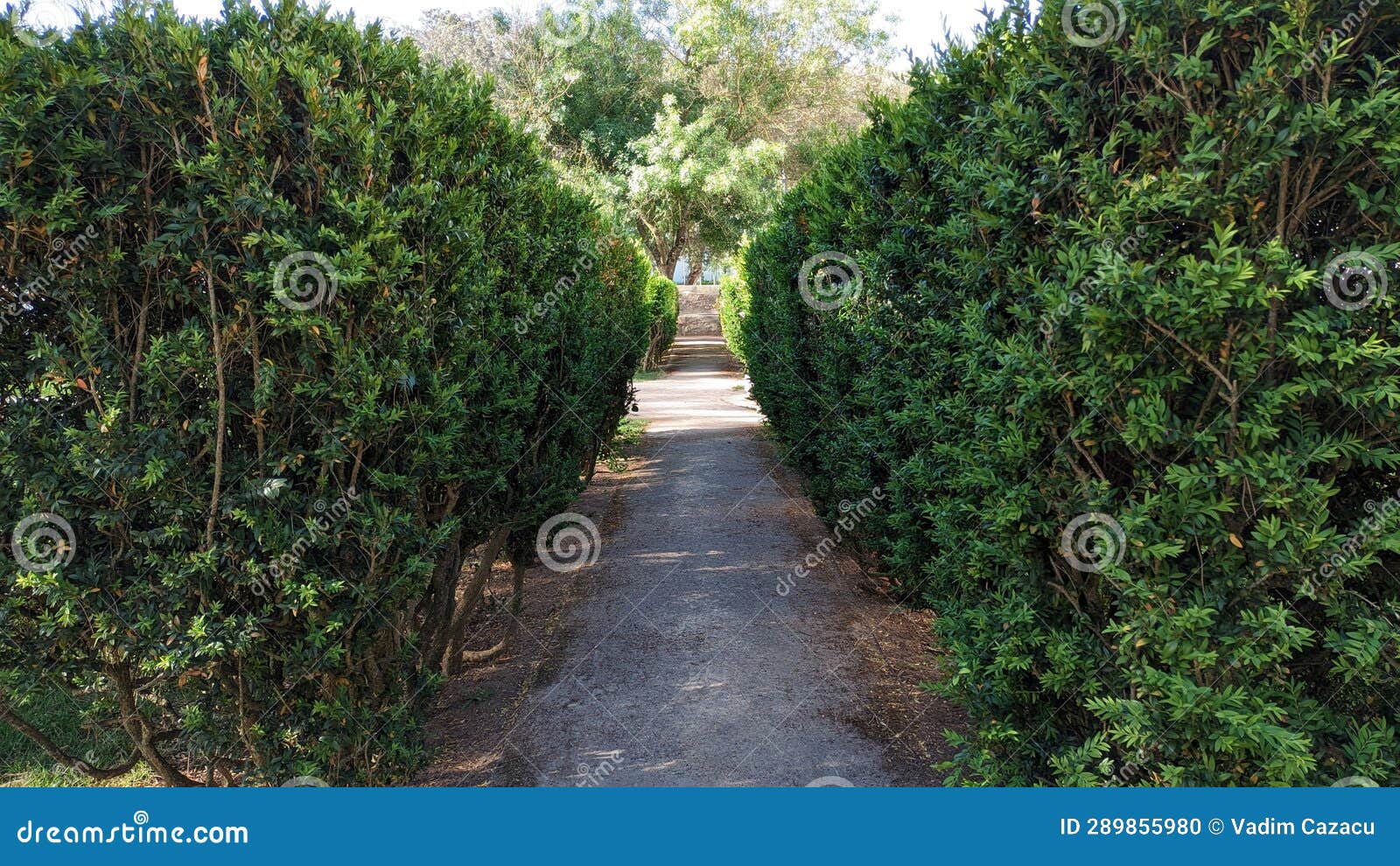 A Path and a Tall Hedge of Trimmed Boxwood Shrubs Stock Photo - Image ...