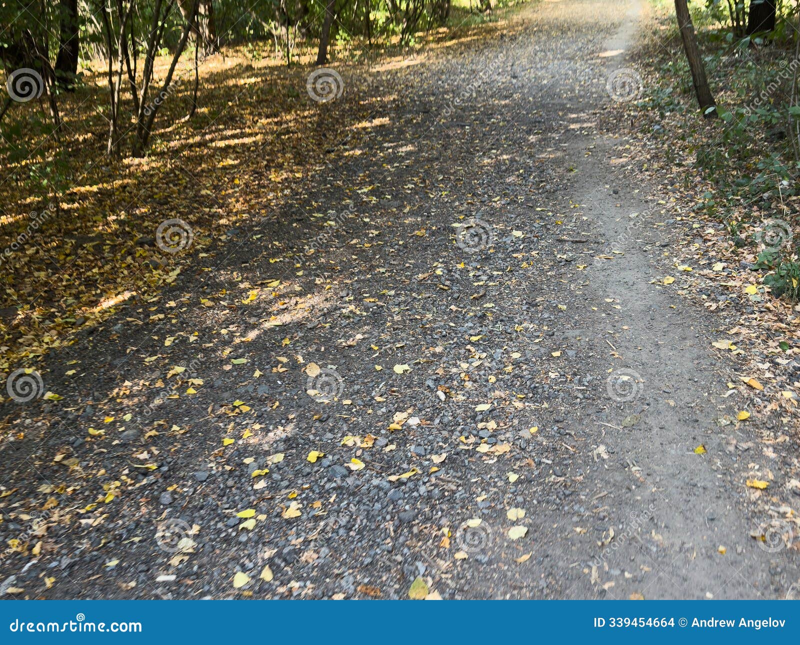 Path between Tall Trees and Clearing in the Forest with Fog. Stock ...