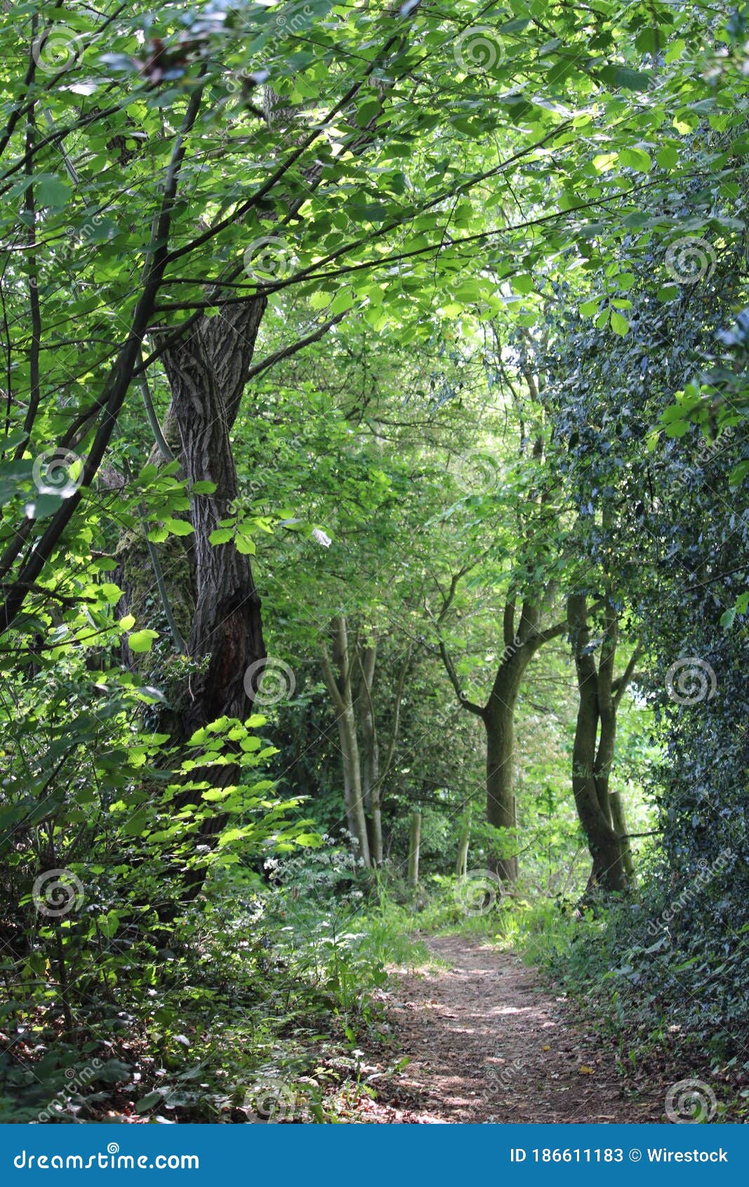 Path and Tall Trees in the Forest - Perfect for Background Stock Image ...