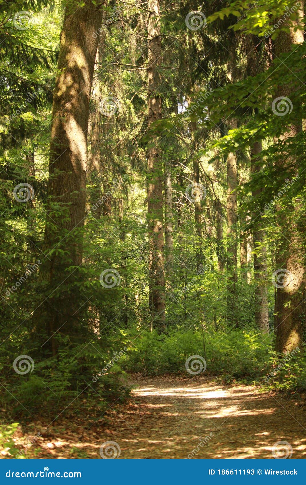 Path And Tall Trees In The Forest - Perfect For Background Royalty-Free ...