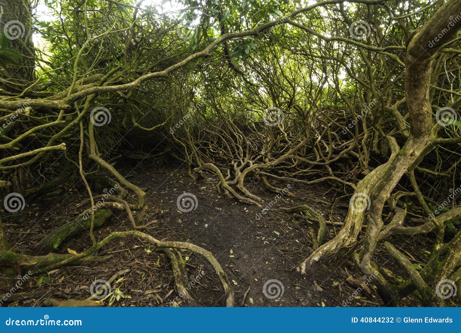 Path through the Tangle Trees Stock Photo - Image of entwined, tangled ...