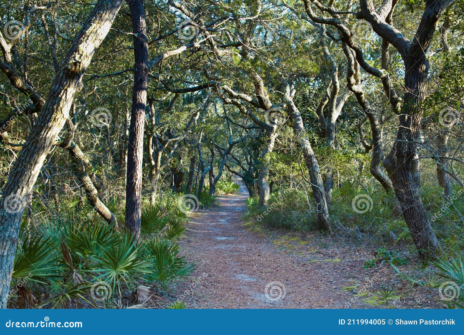 Two Tangled Oak Trees Royalty-Free Stock Image | CartoonDealer.com ...