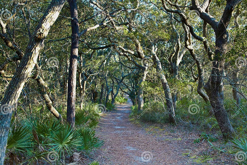 Path through Tangled Trees in the Woods Stock Image - Image of canopy ...