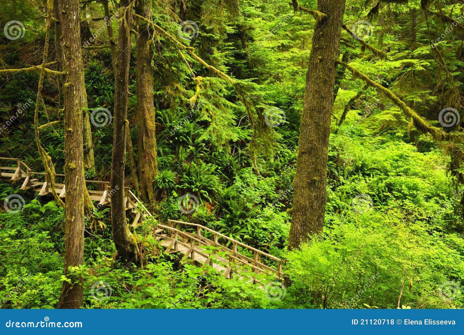 Path in Temperate Rainforest Stock Photo - Image of forest, lush: 21120718